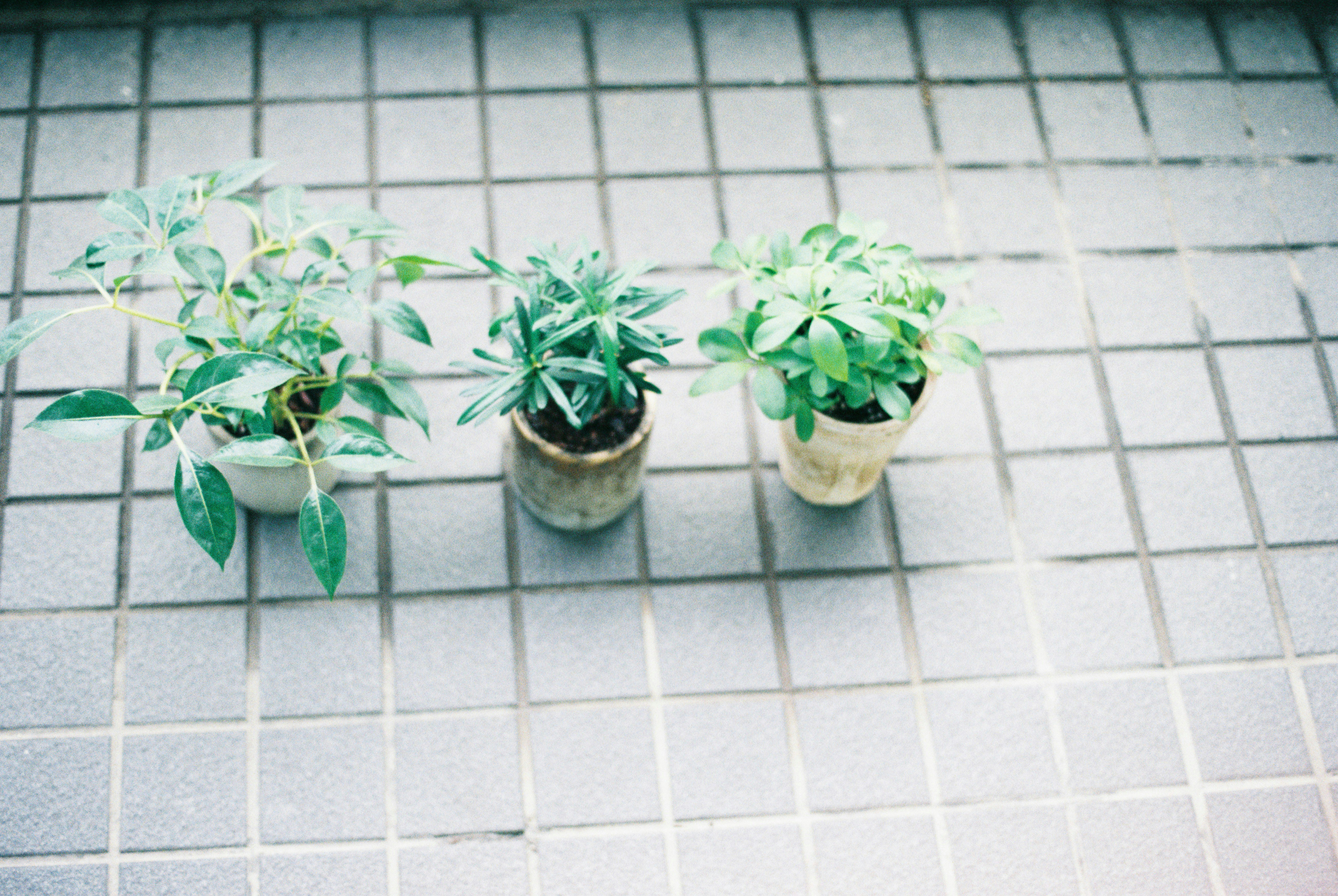 green plant on white ceramic pot