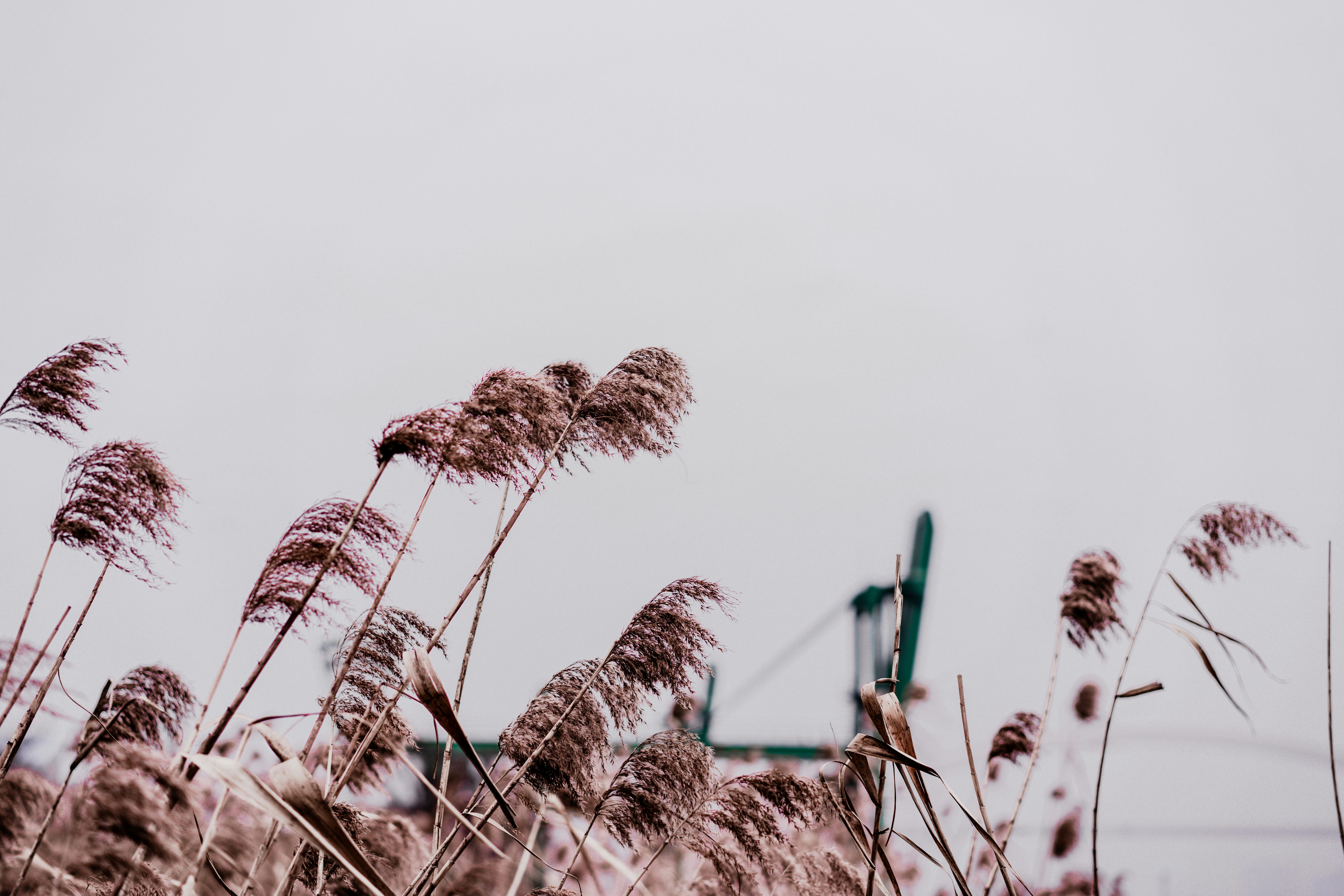 Wind-Swept Reeds Against a Quiet Horizon