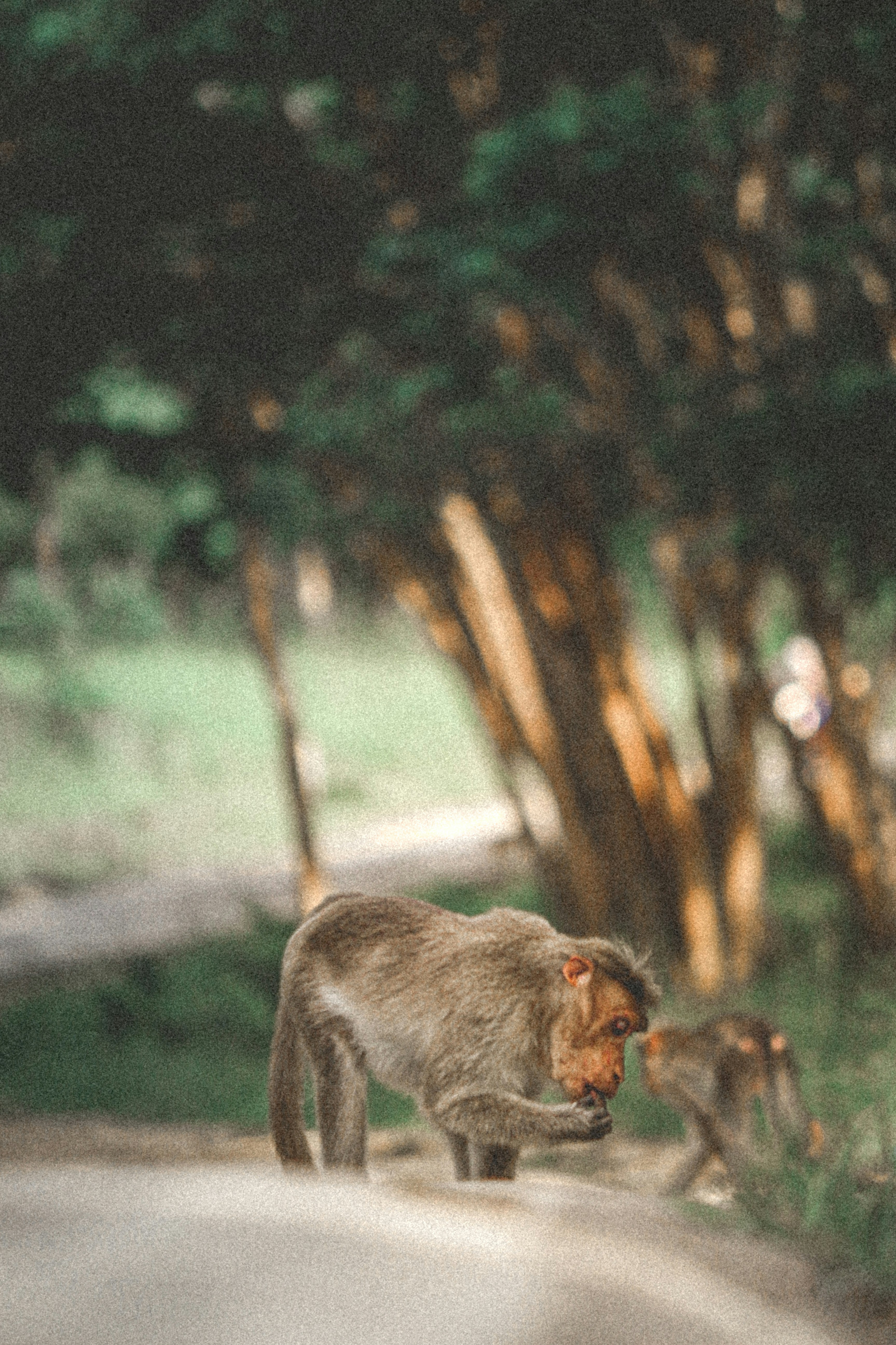 A baboon intently foraging on a dirt path surrounded by a lush green forest, with another baboon subtly blurred in the background.