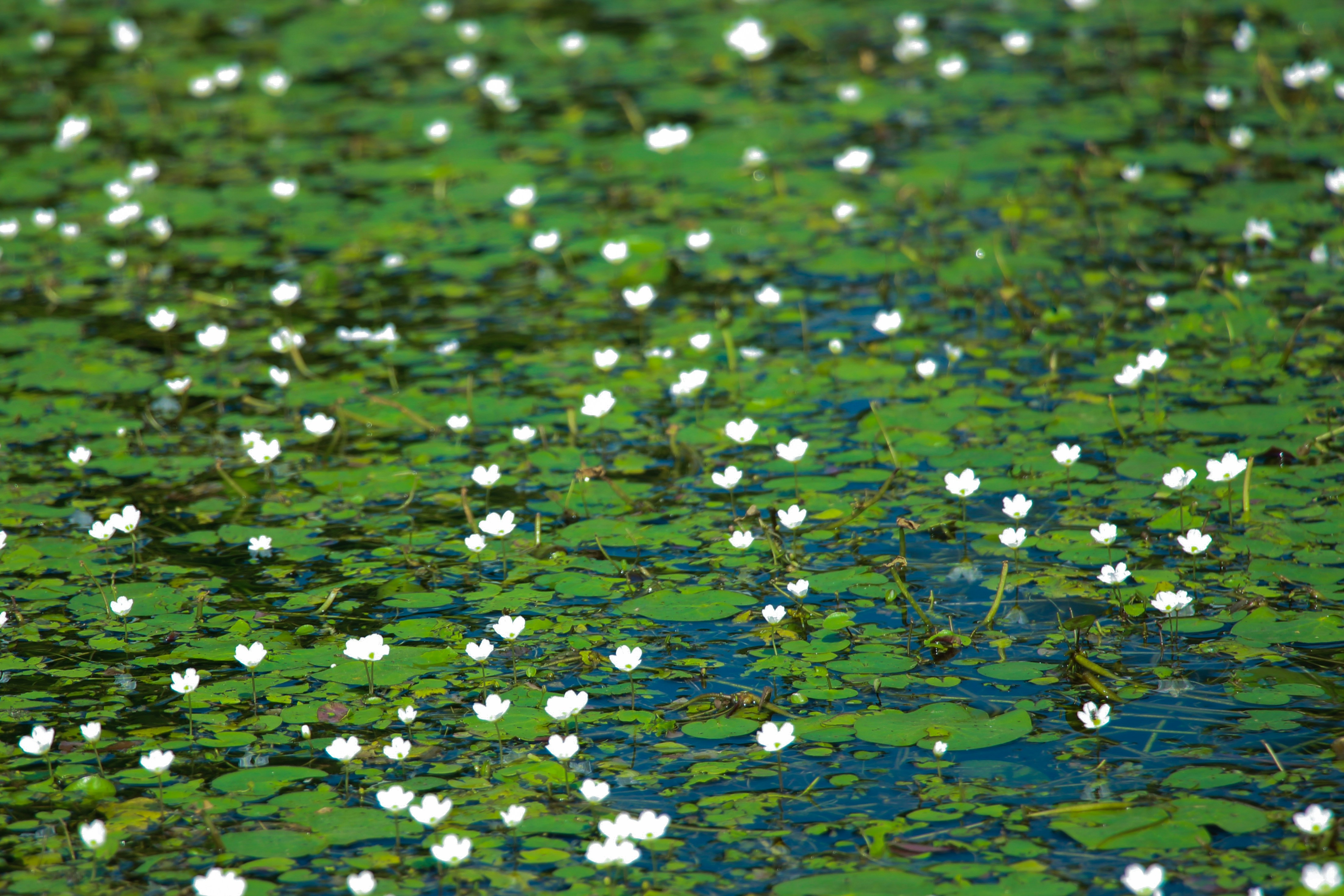 Snow-dotted Lily Pads Drift Across a Jade Pond