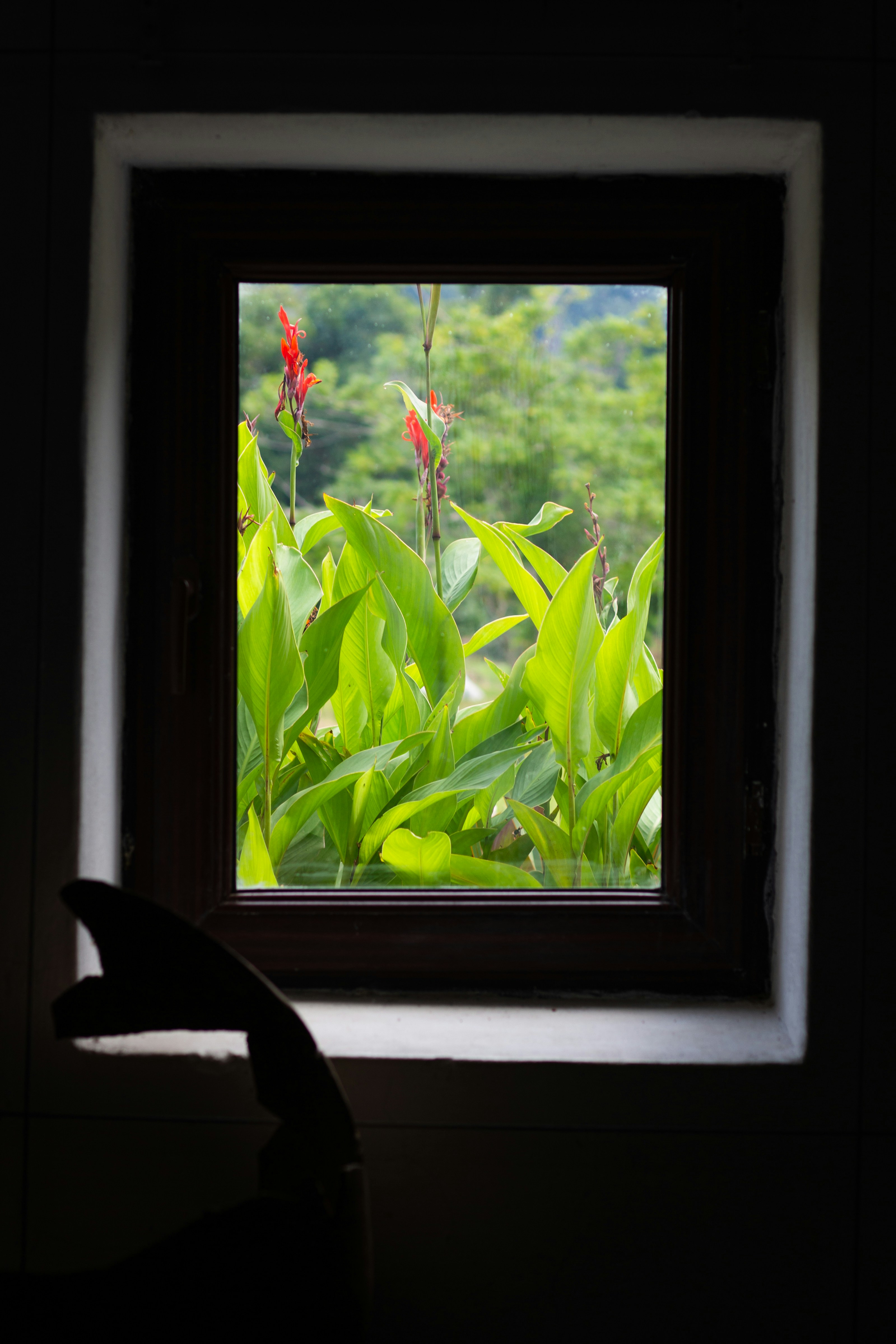 Bright green leaves and red blooms framed by a dark doorway window, gazing outward to a sunlit garden; a photographic study of contrast and nature inside/outside. (Note: logo/illustration details not present.)