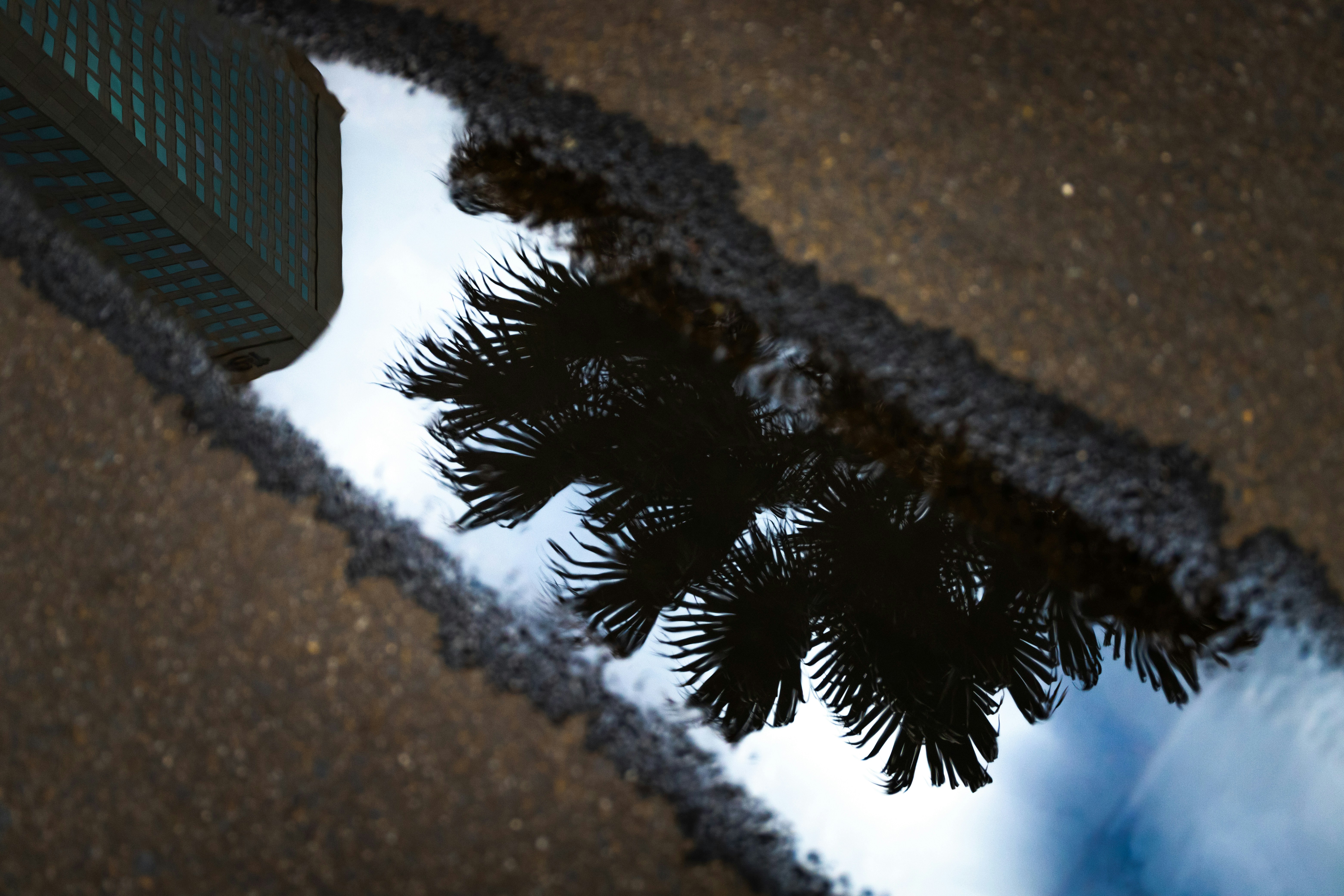 green pine tree on brown soil