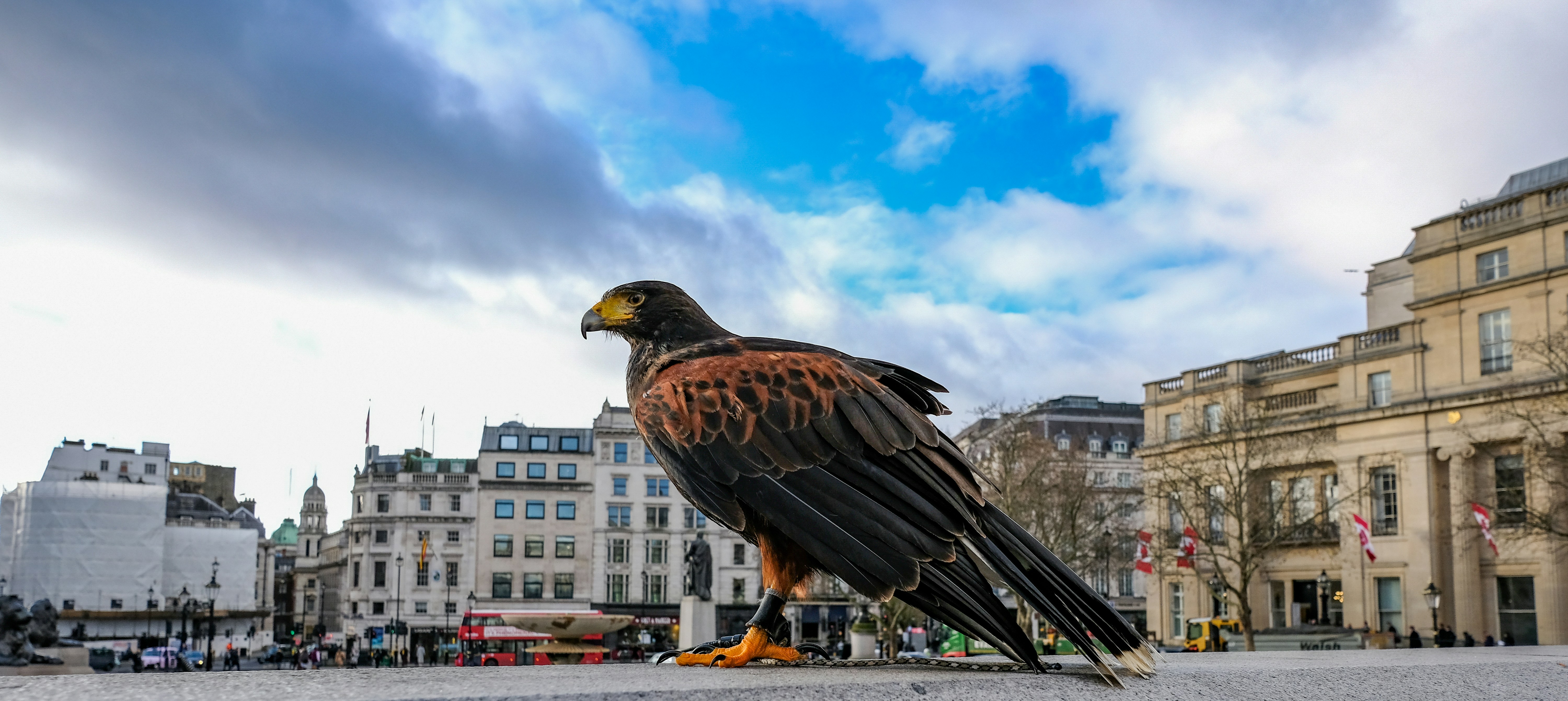 A Harris Hawk sang in Trafalgar Square