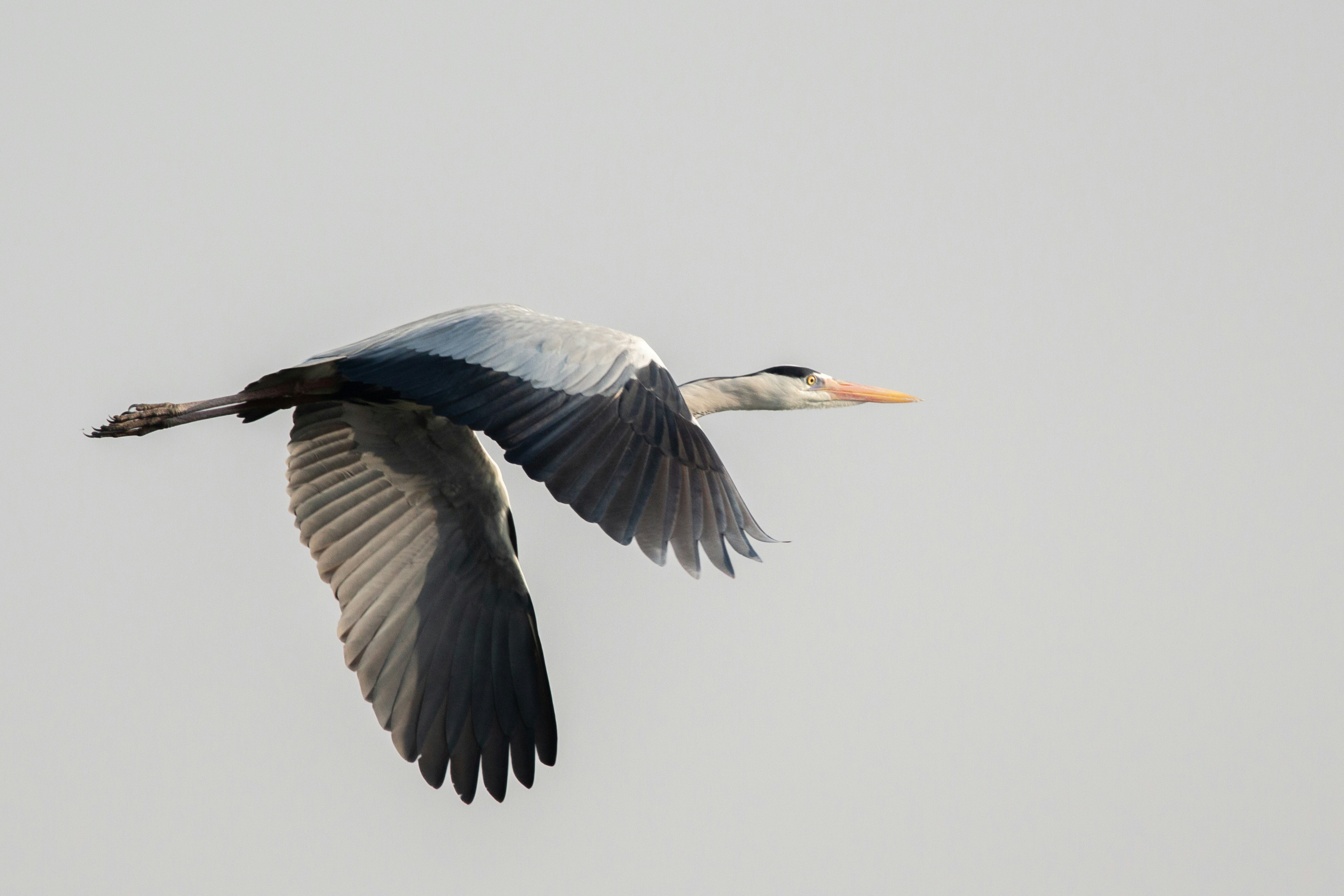 White and gray bird flying photo – Free India Image on Unsplash