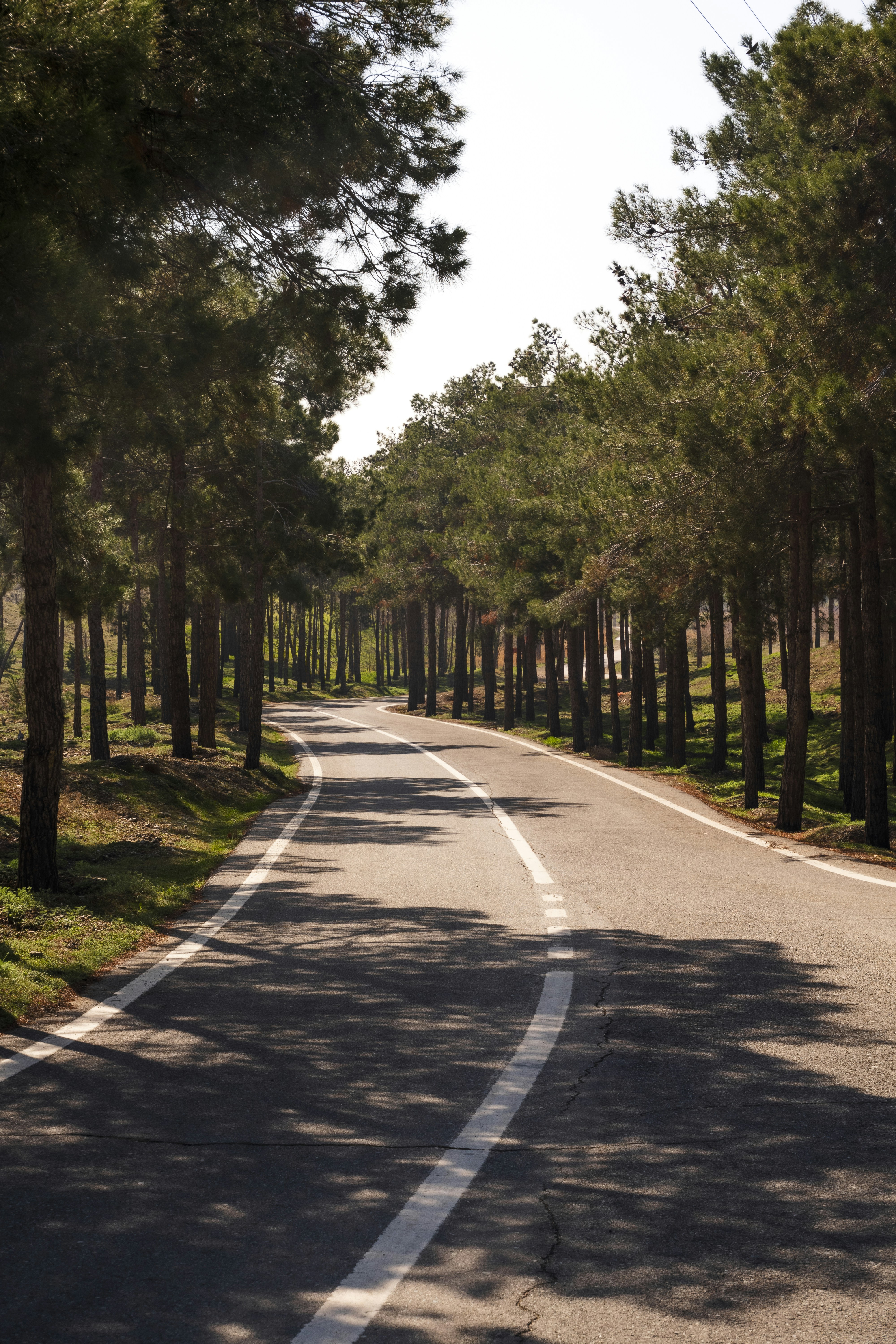 nature | 9 best free nature, outdoor, road and plant photos on Unsplash