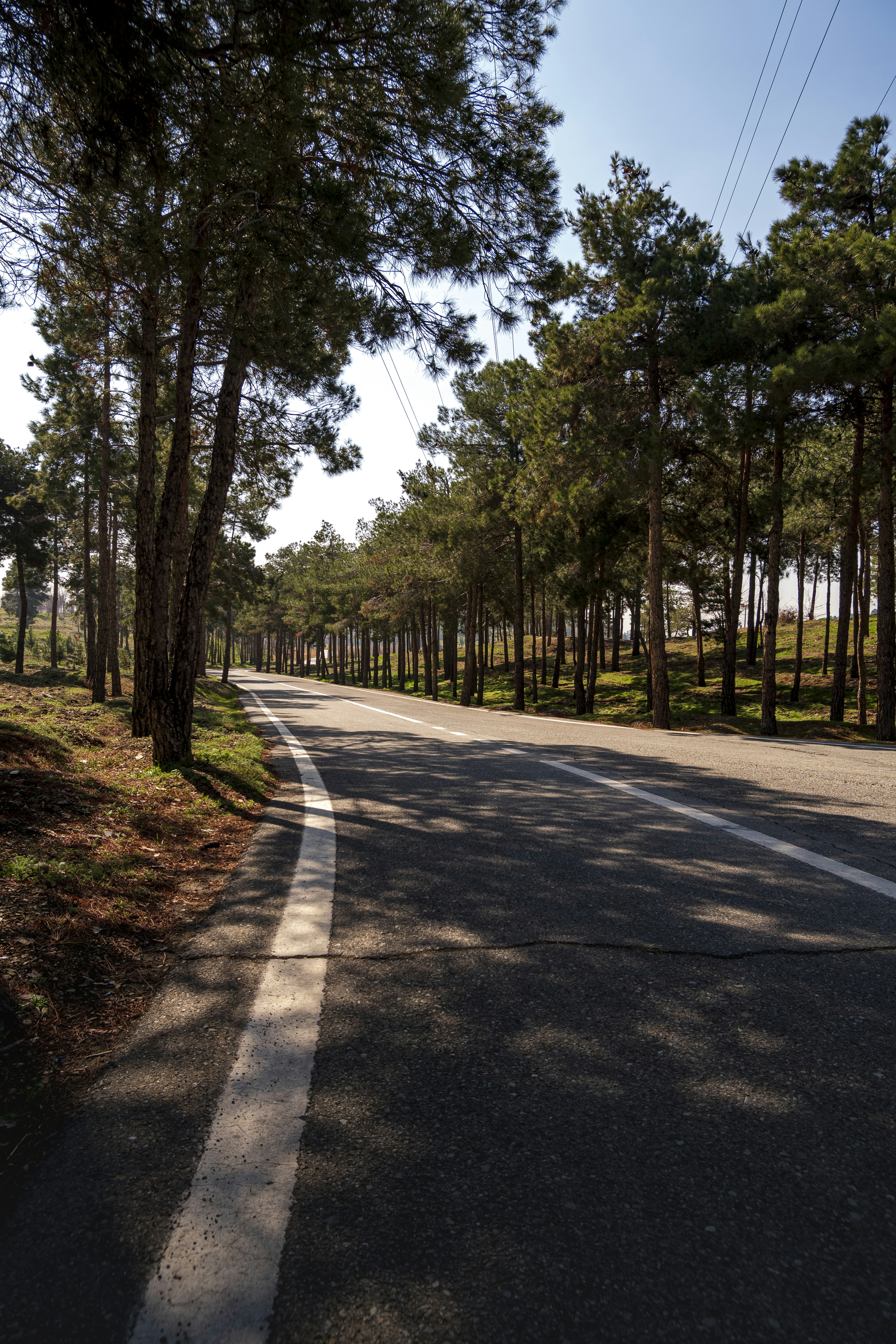 nature | 9 best free nature, outdoor, road and plant photos on Unsplash