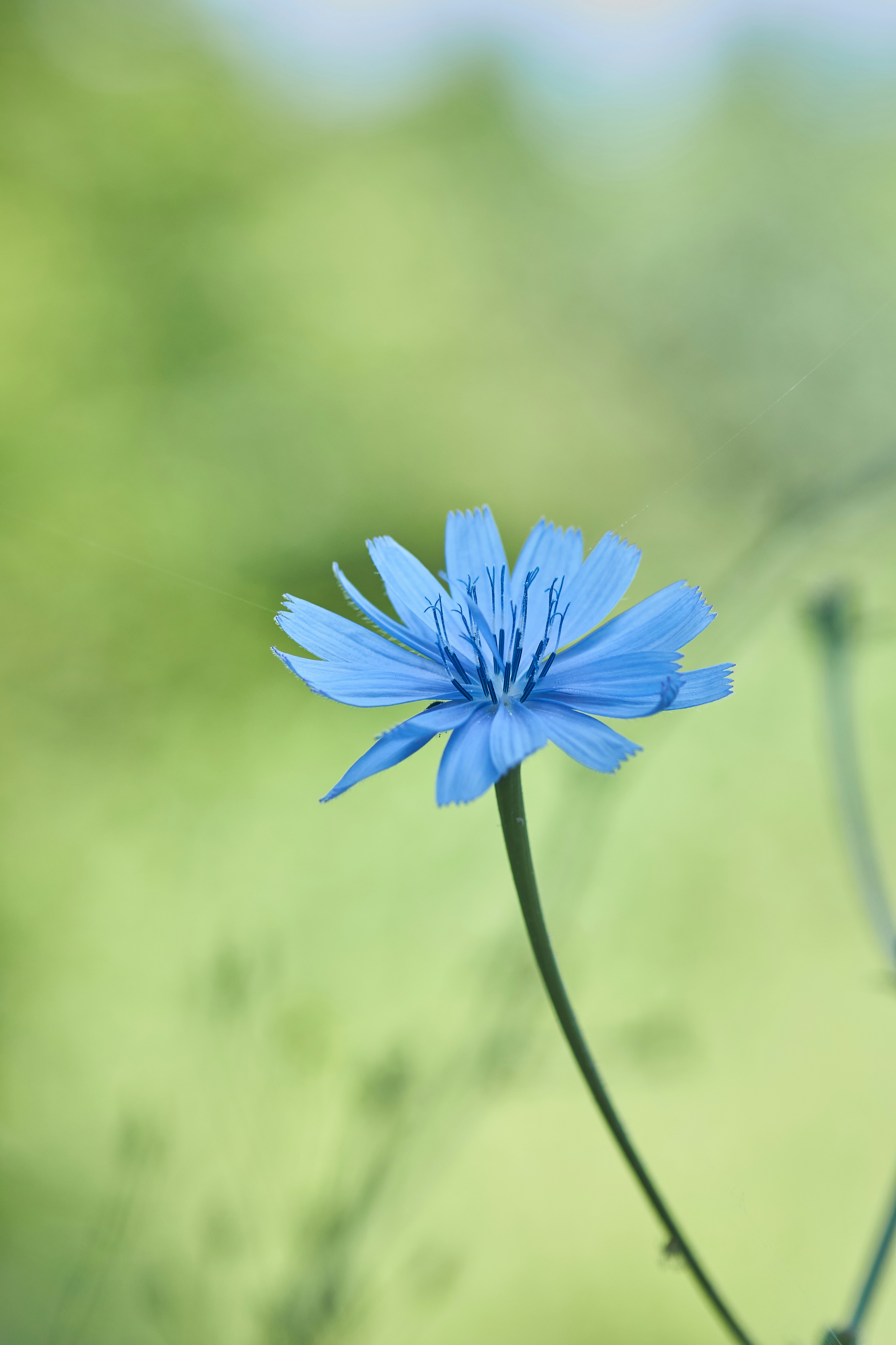 Blue flower in tilt shift lens photo – Free Blue Image on Unsplash