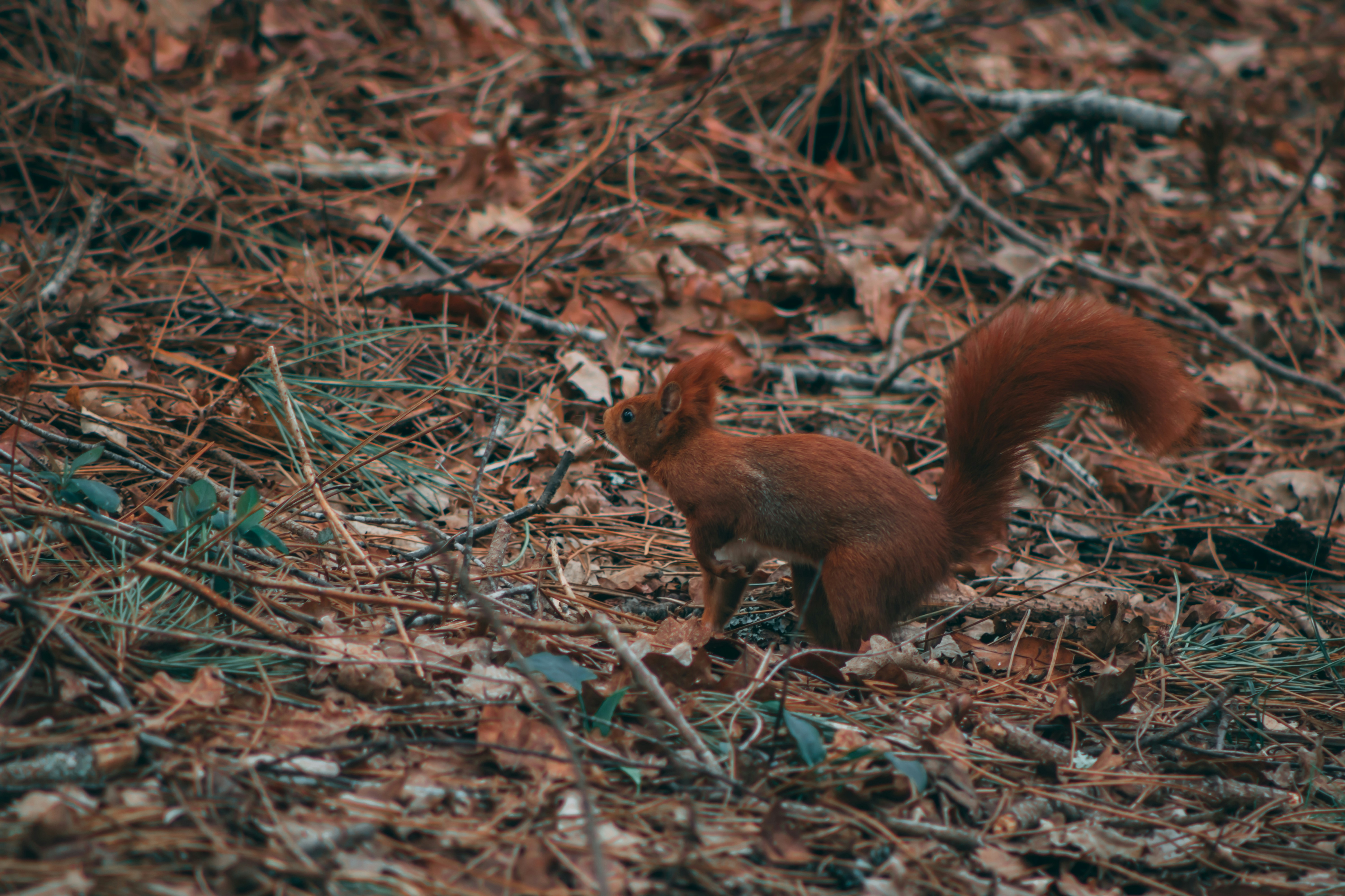 Squirrel on the ground