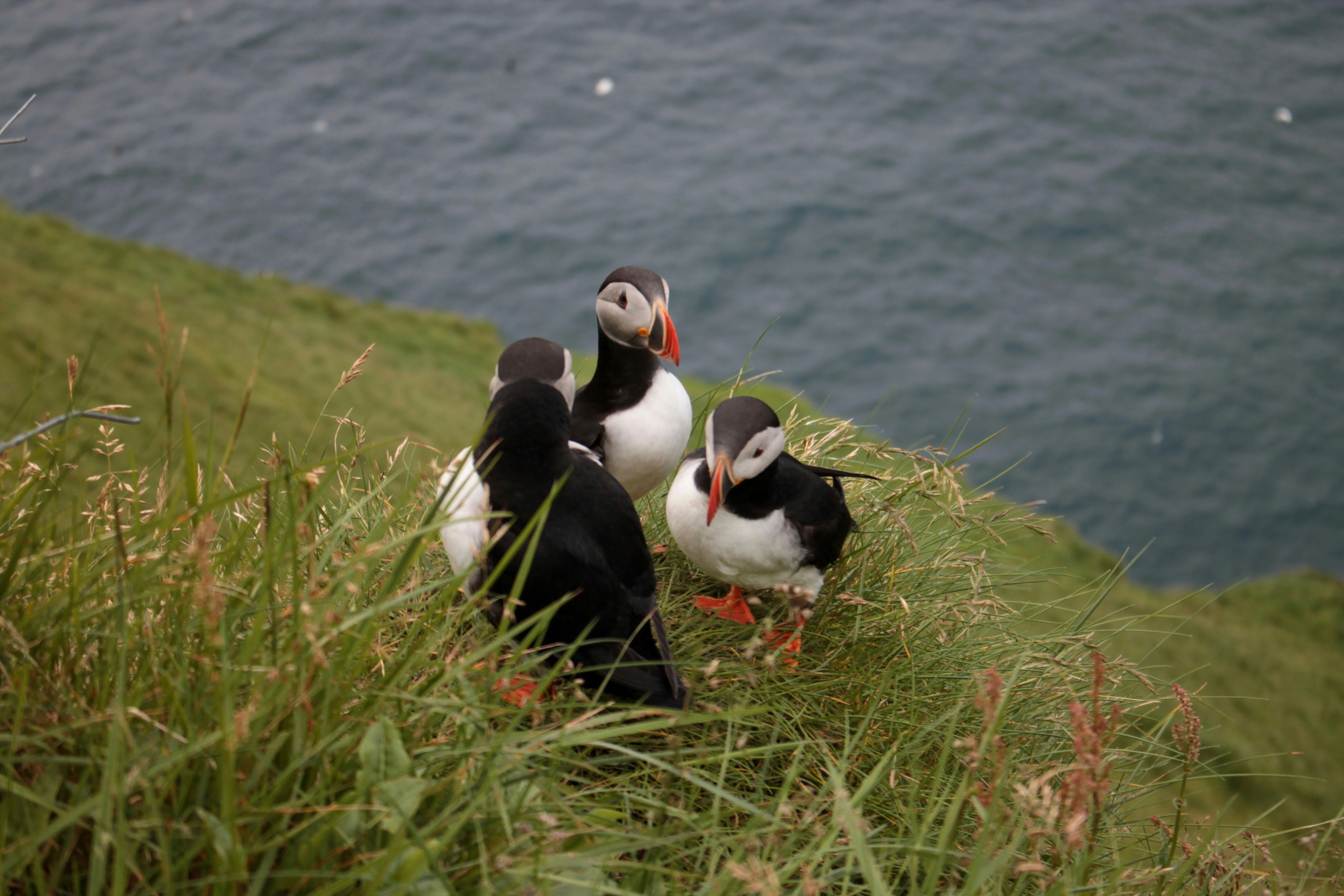 Three puffins perched on a grassy cliff with the ocean in the background.