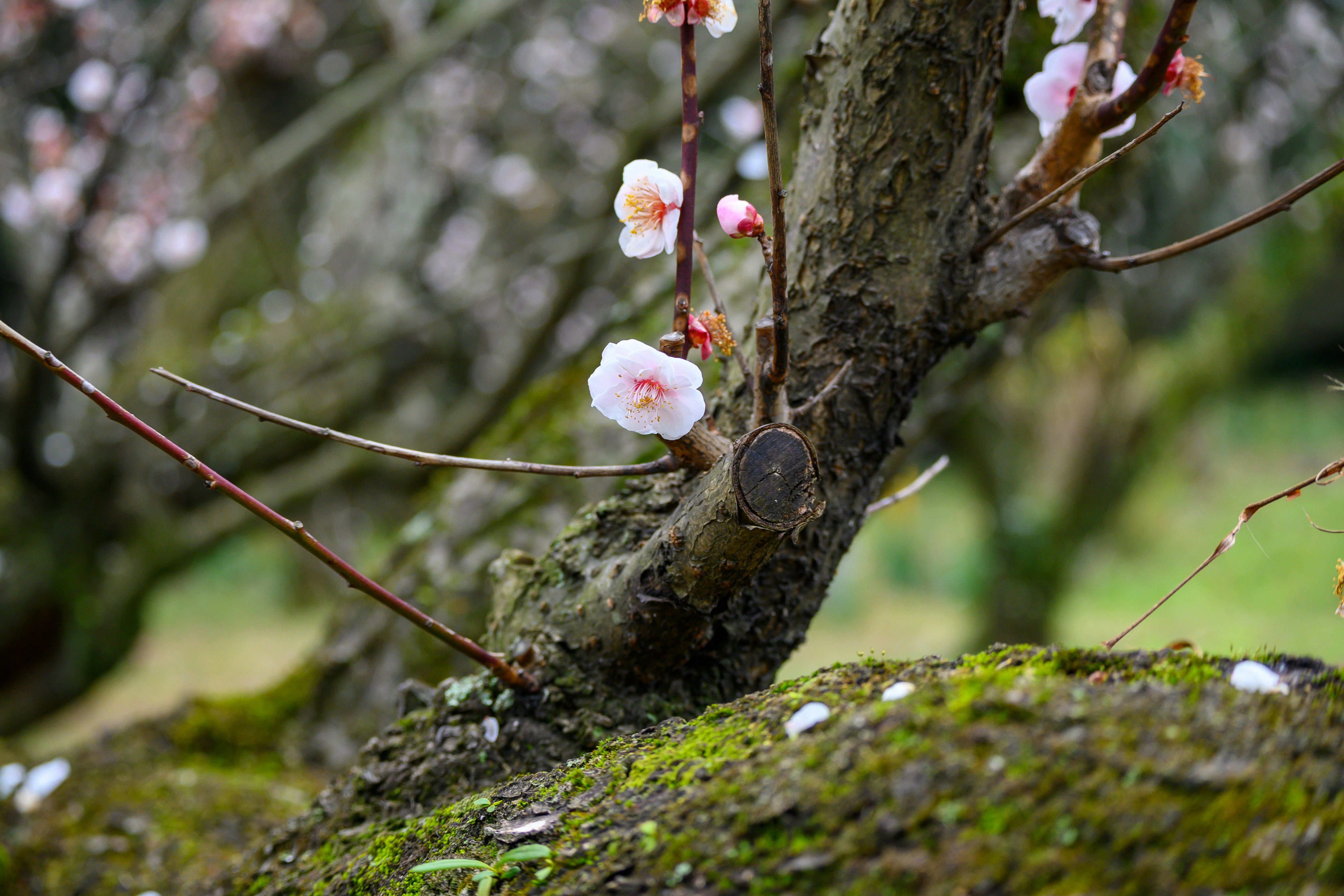 white cherry blossom in bloom during daytime