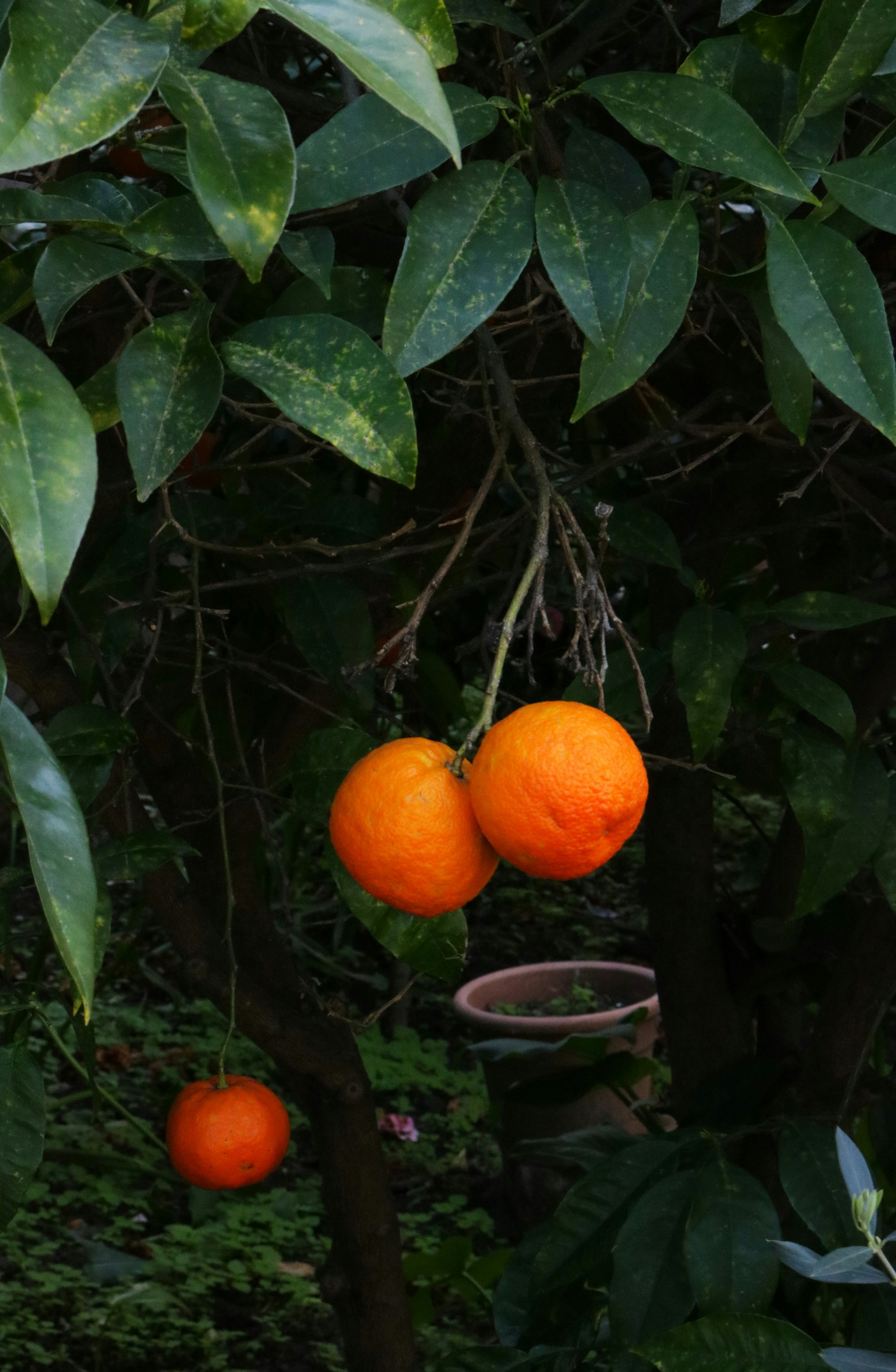 orange fruit on tree during daytime