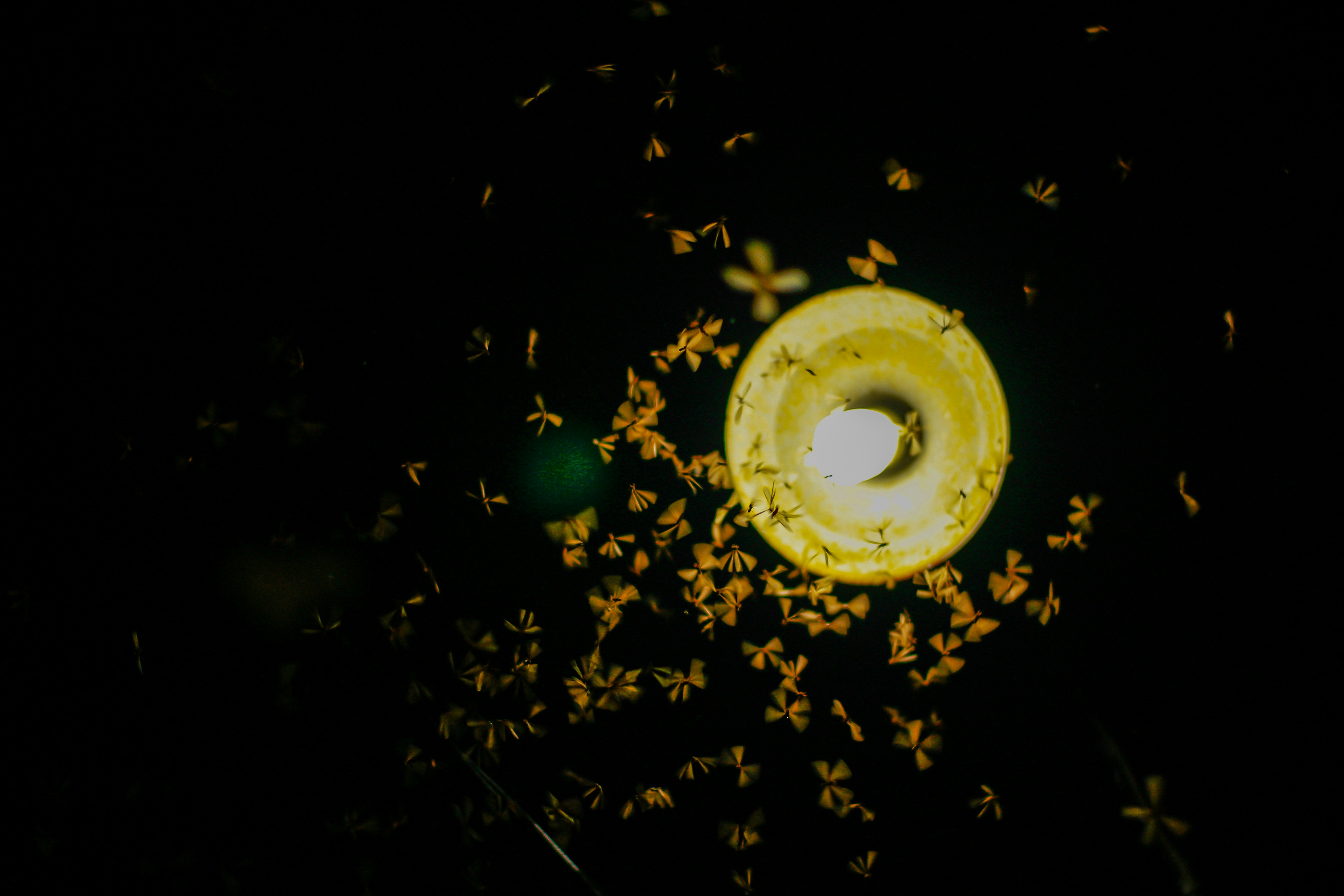 Dance of the Moths: A Nocturnal Gathering