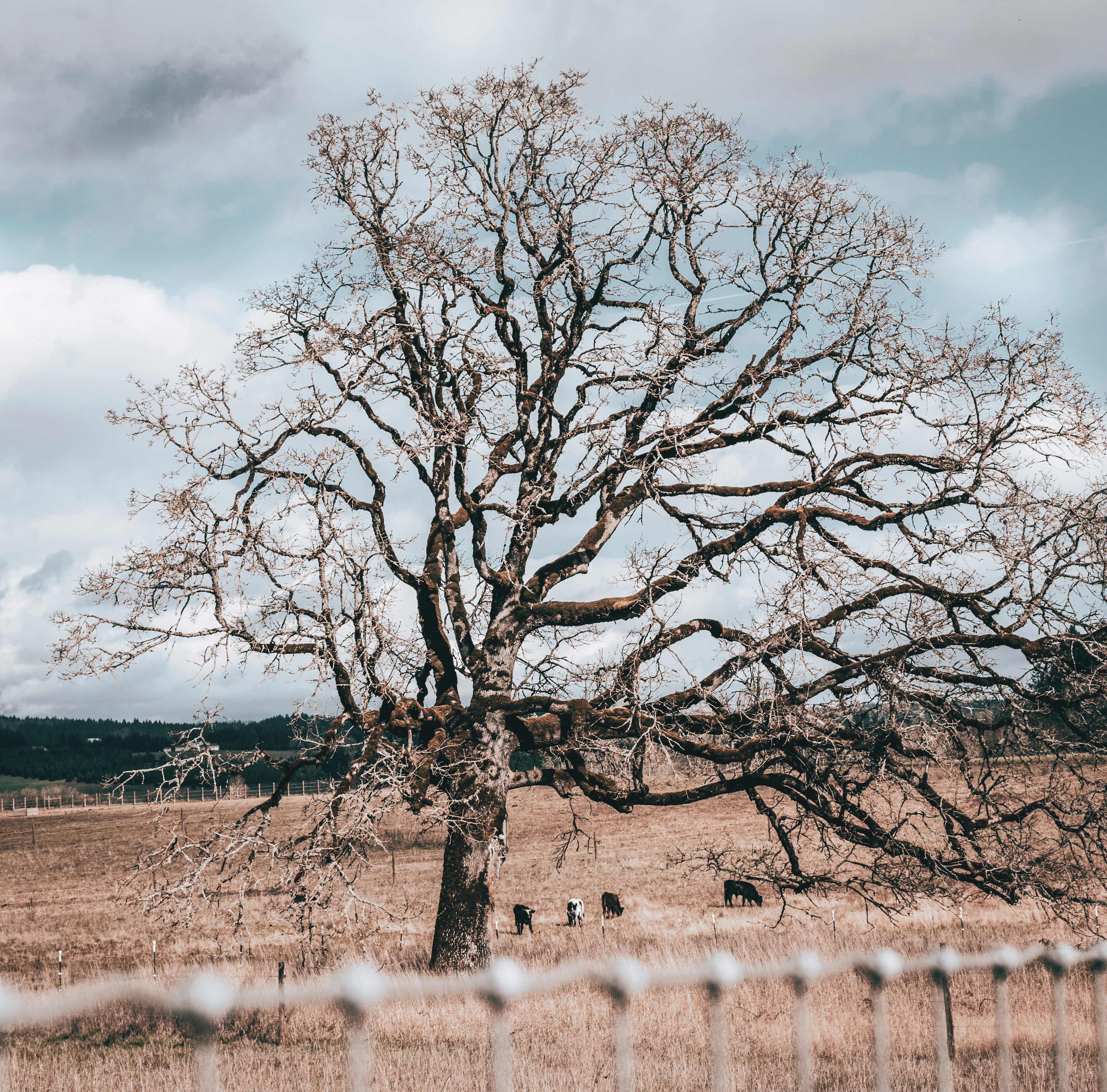 Leafless tree near body of water under cloudy sky during daytime photo ...