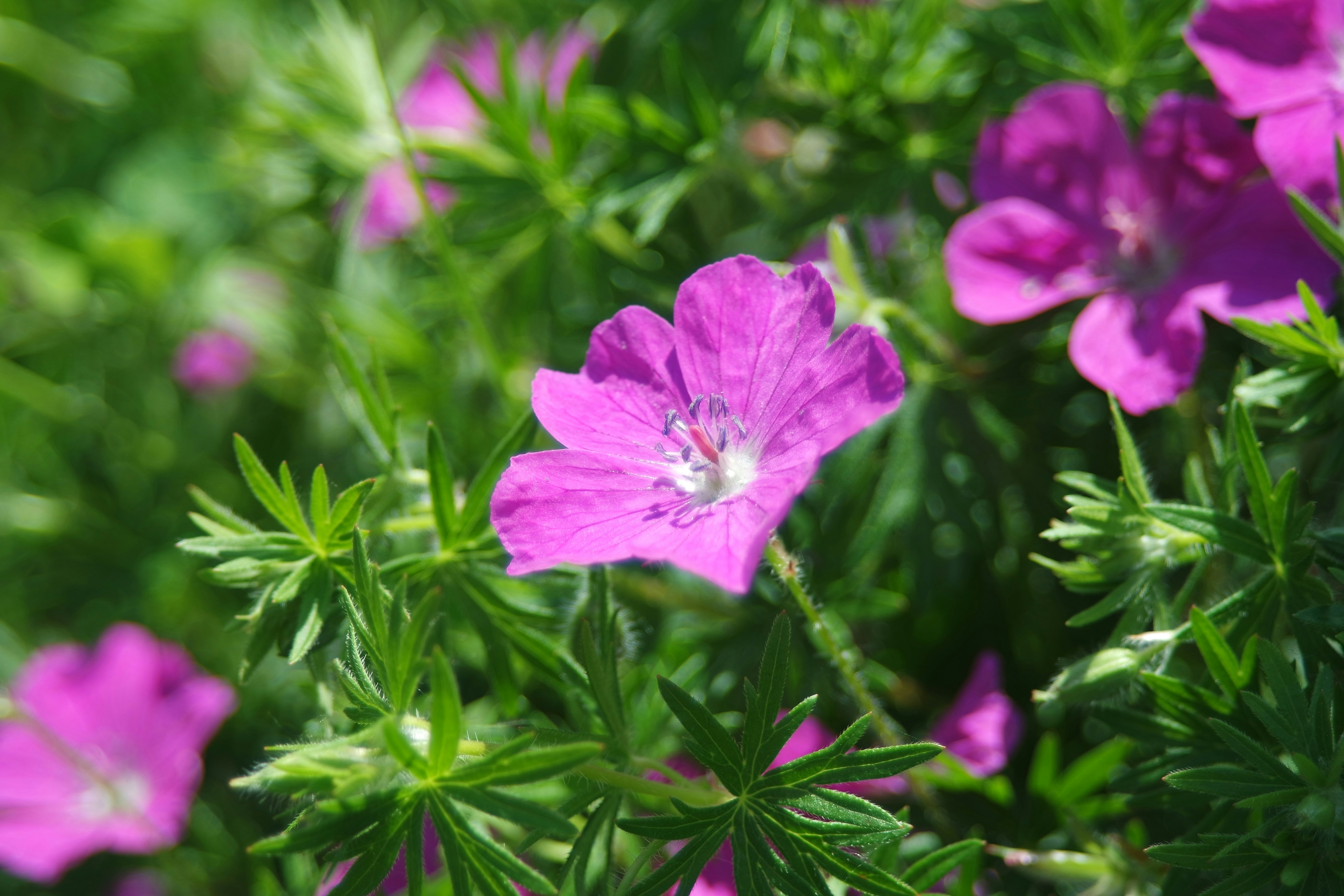 Bright purple flowers with lush green foliage in sunlight.