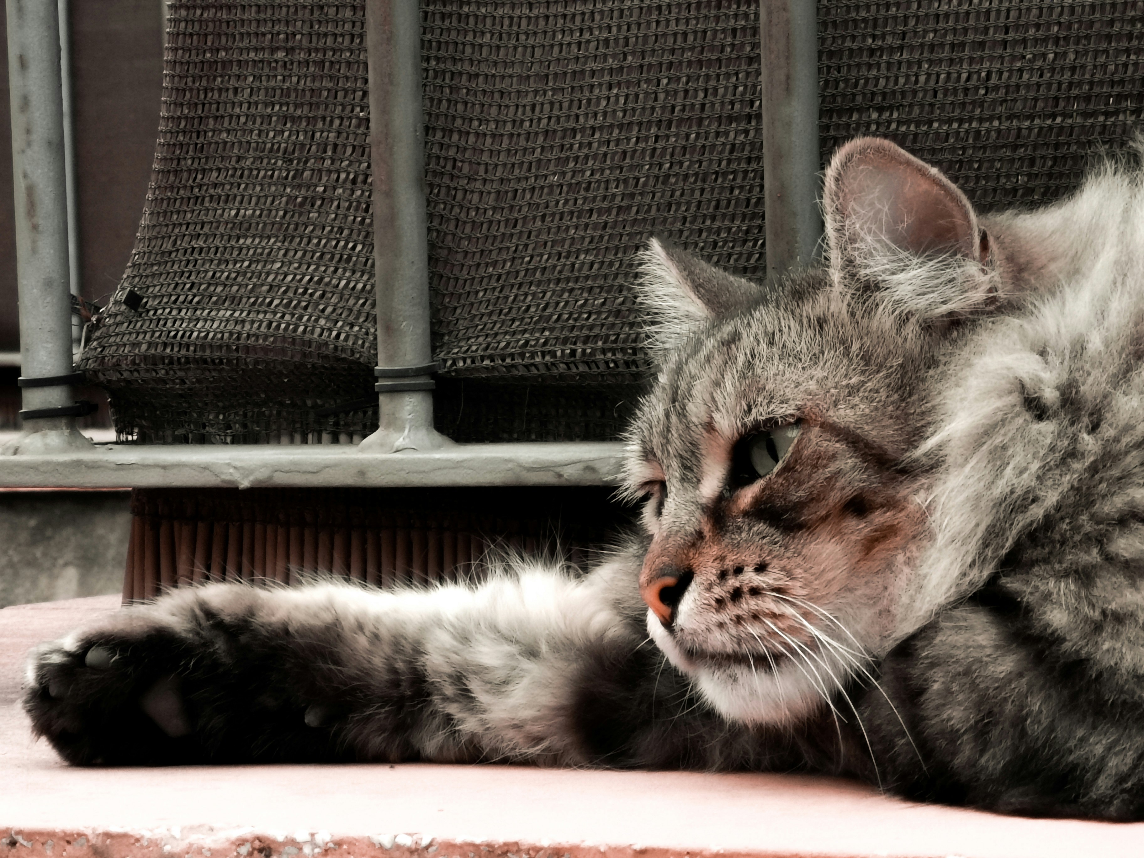 Sunlit Ledge Vigil: A Tabby Pauses on the Balcony Railing