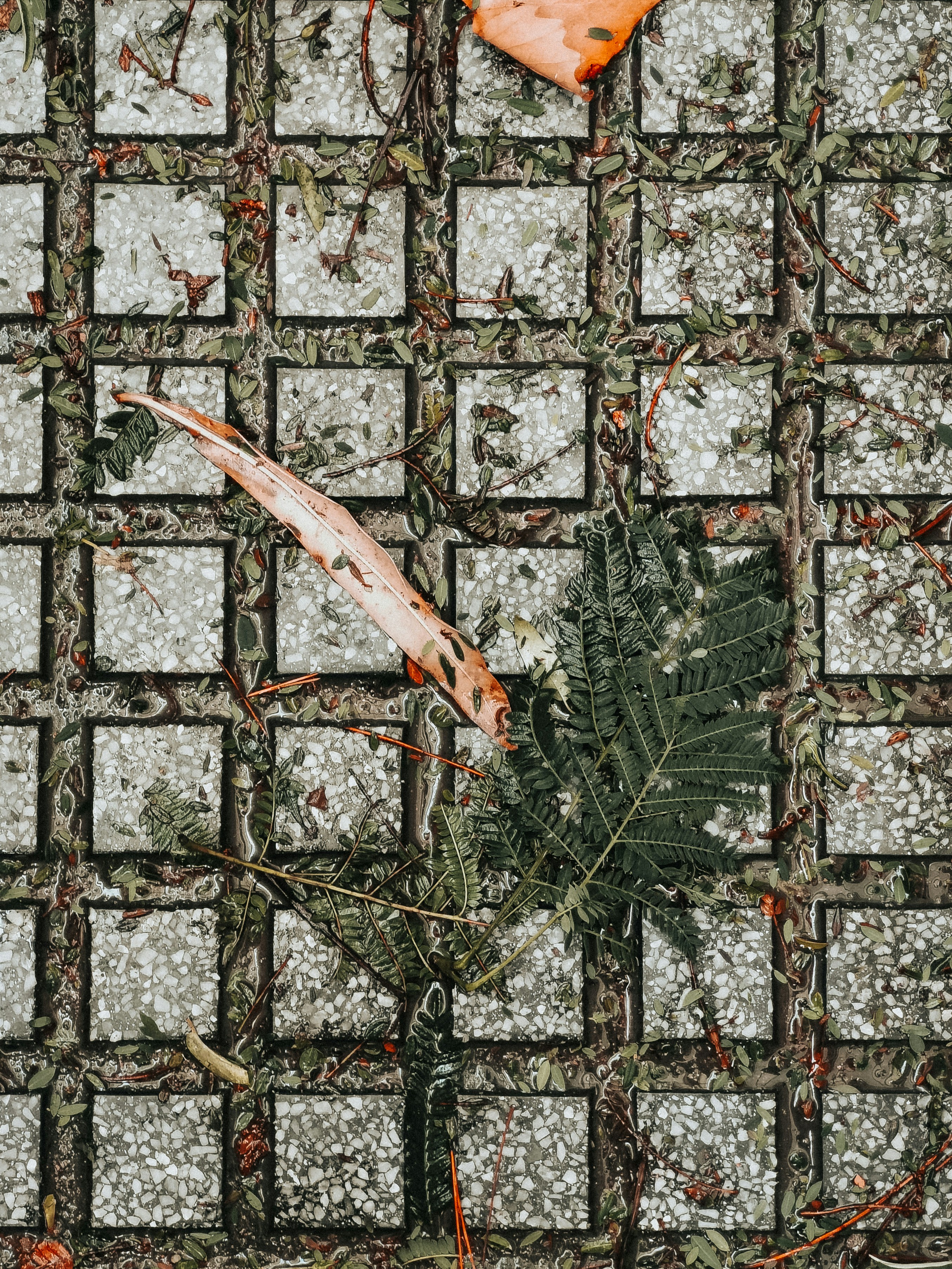 Close-up photograph of damp square-paved tiles arranged in a grid, with a green fern frond crossing the center and a curved brown leaf among scattered debris.