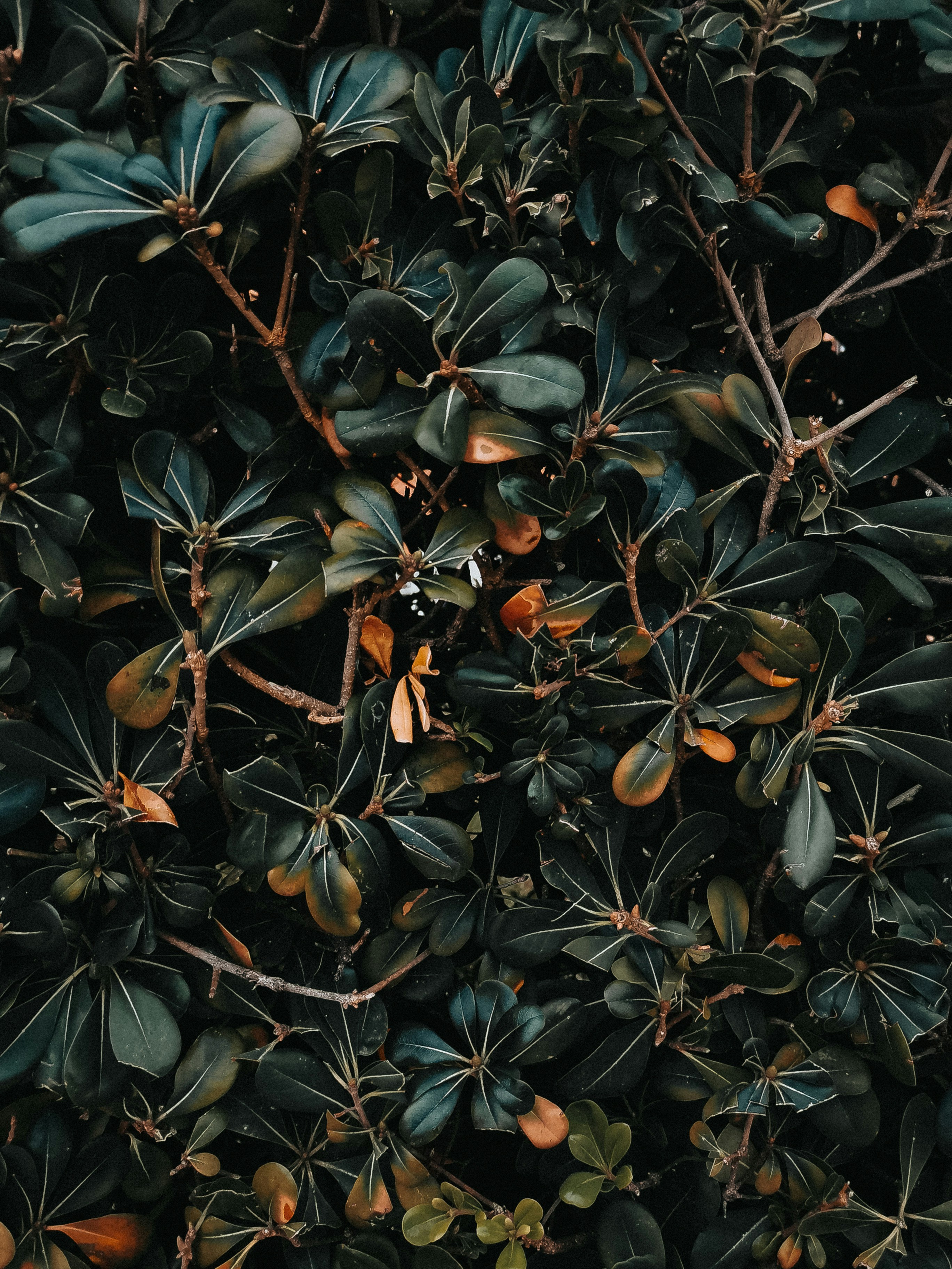 Close-up photograph of dense, dark green evergreen leaves with brown stems and a few orange-tinted tips.