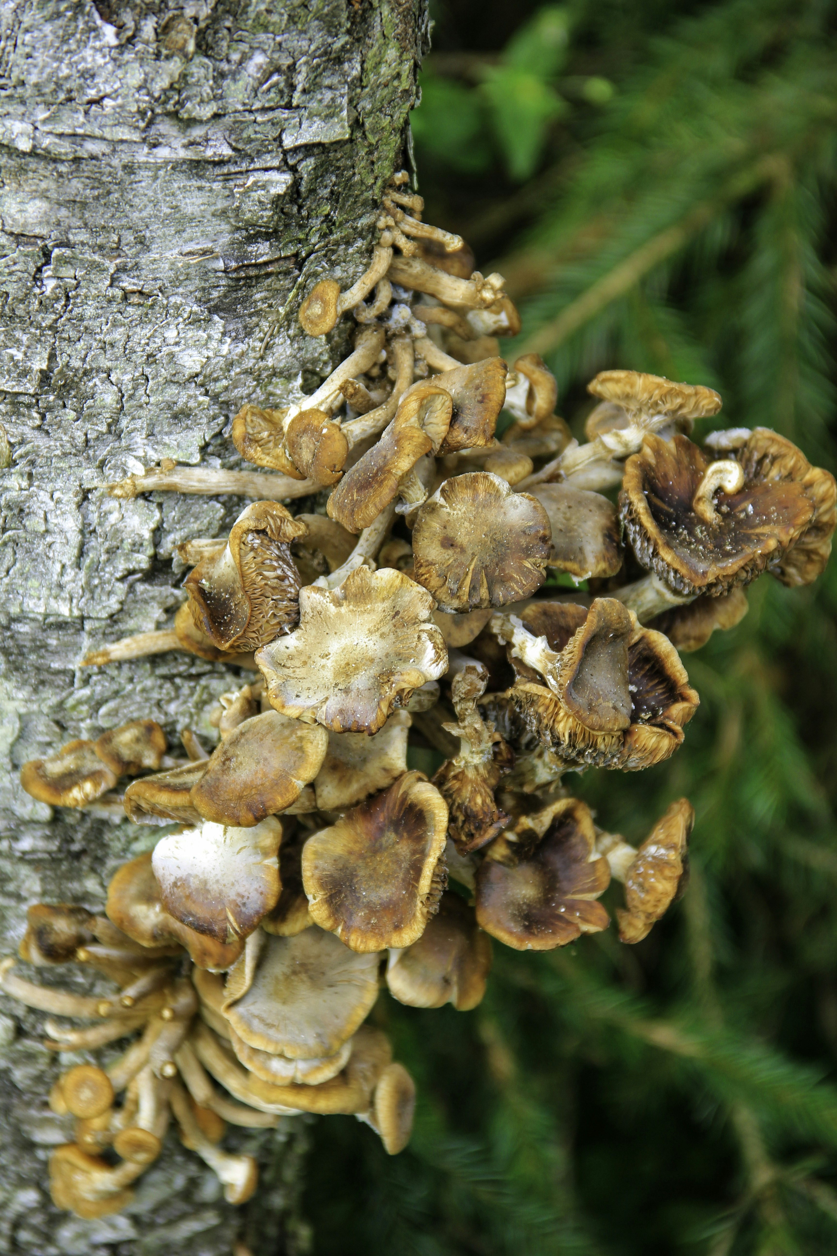 Birch Trunk's Fungal Gallery: Shelf Mushrooms Crowning a Tree