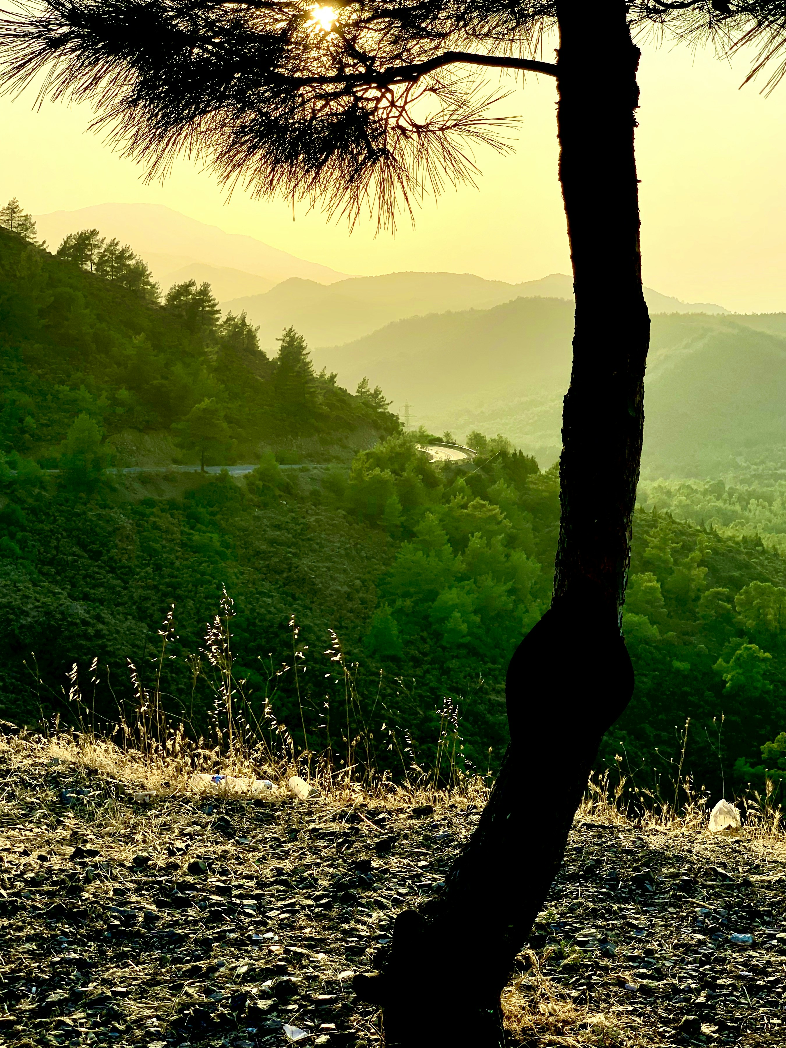 green trees on brown soil during daytime