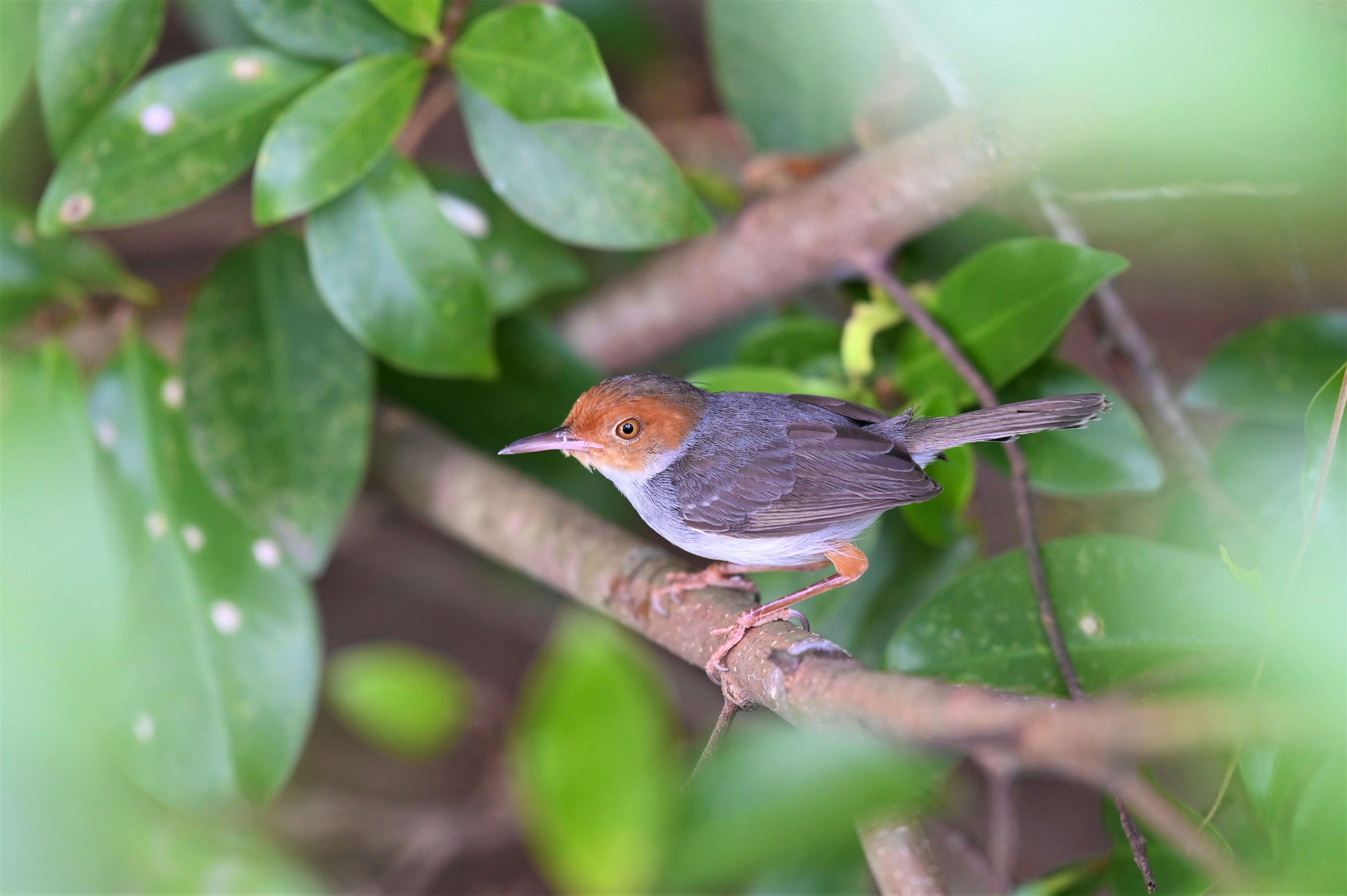 Rufous-Headed Warbler Perched Among Emerald Leaves