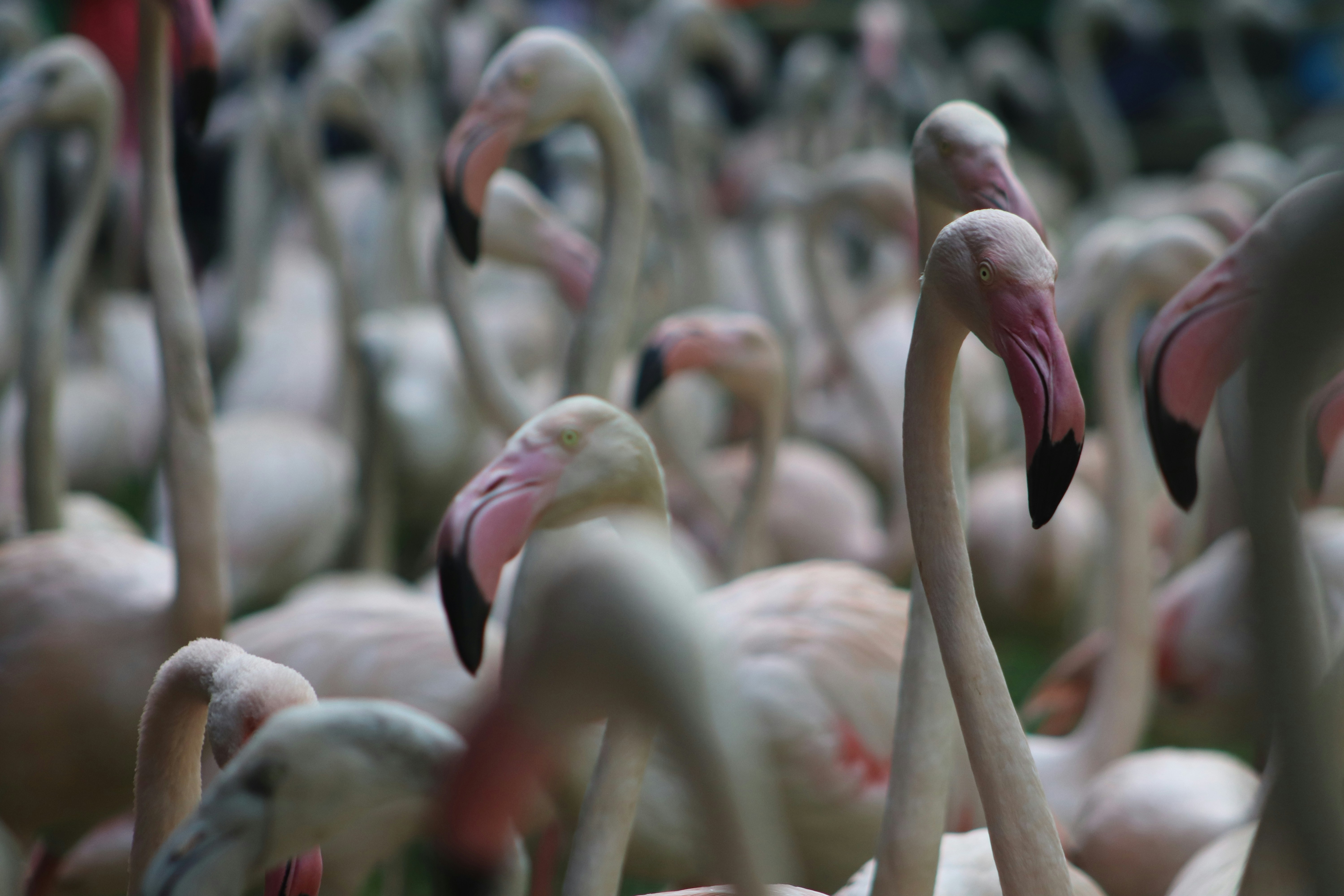 Close-Quarters Flamingos: A Pink Wave in Dappled Light