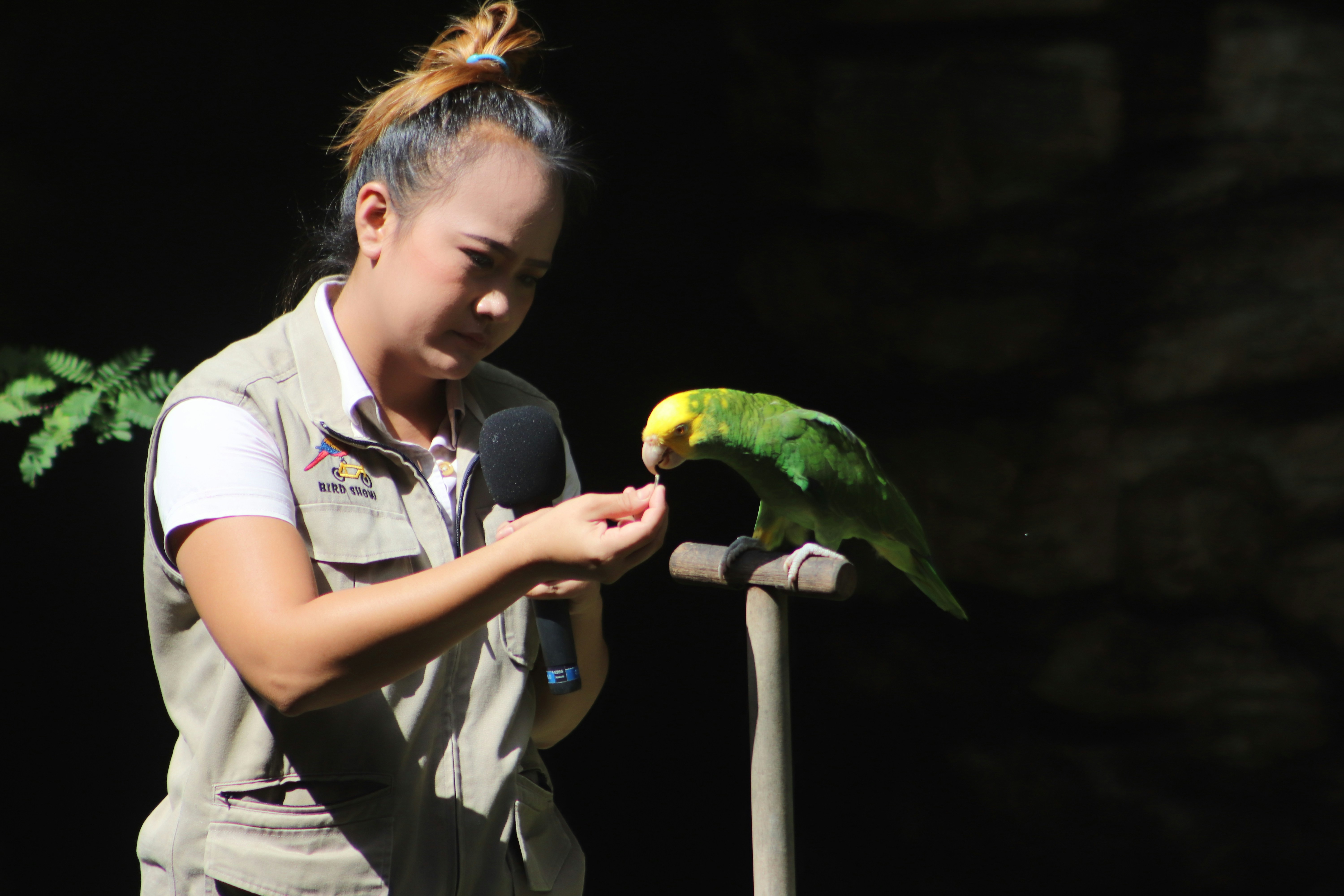 Treat Time with a Green Macaw: A Quiet Moment of Trust