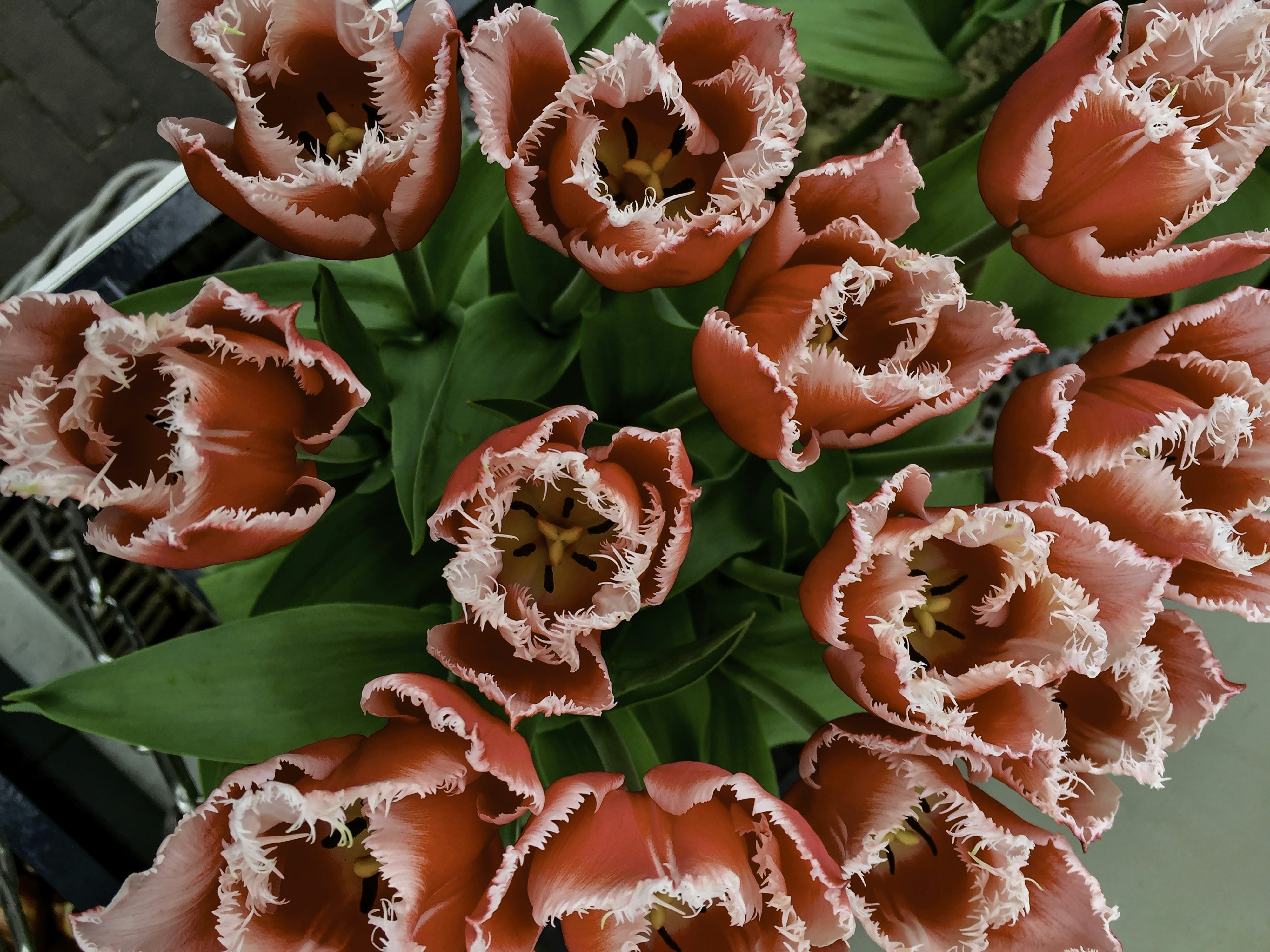 A vibrant bouquet of fringed tulips in shades of coral, showcasing their intricate petal edges and lush green foliage.