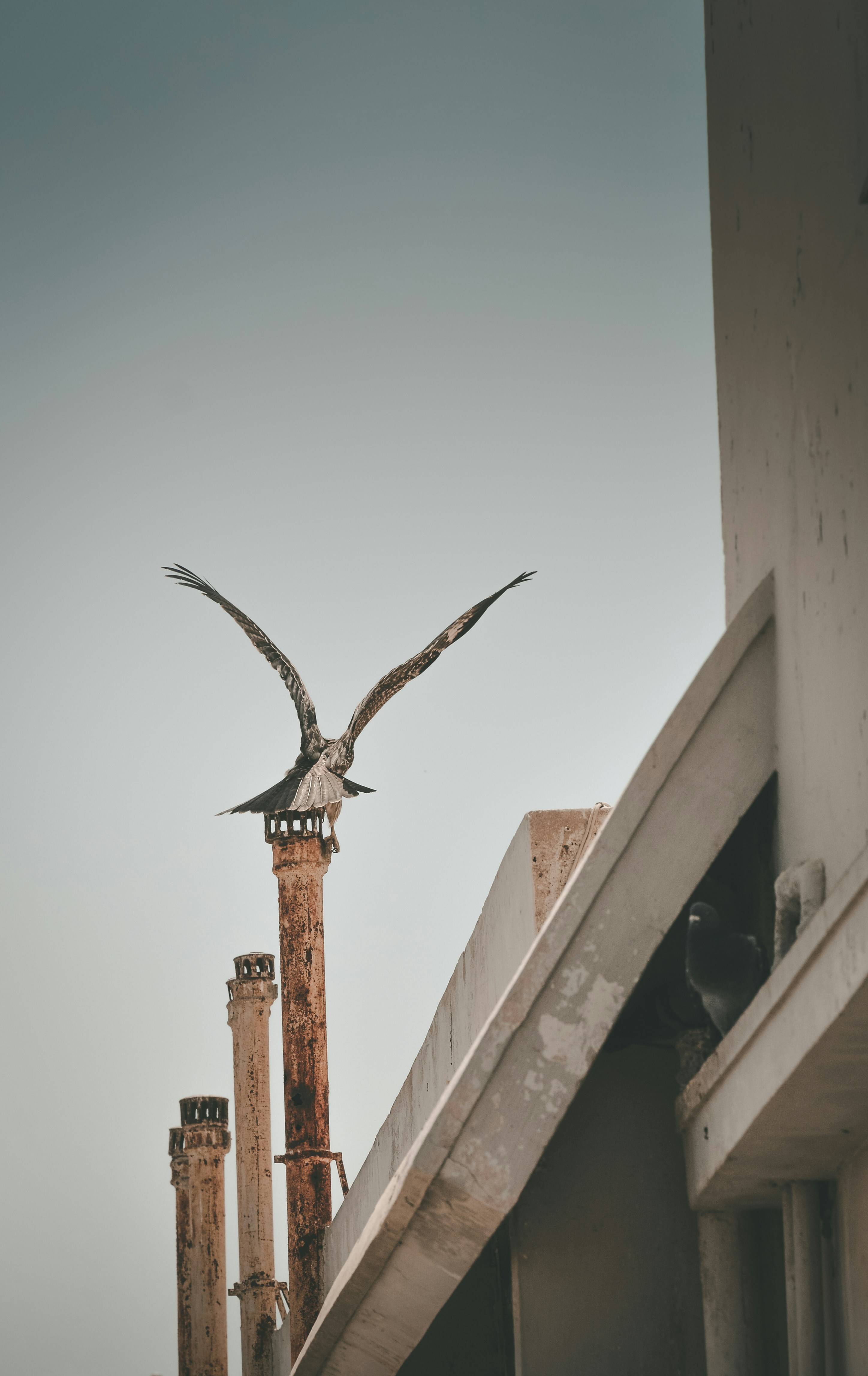 A majestic bird spreads its wings atop a weathered pillar against a pale sky, embodying freedom amidst urban decay.