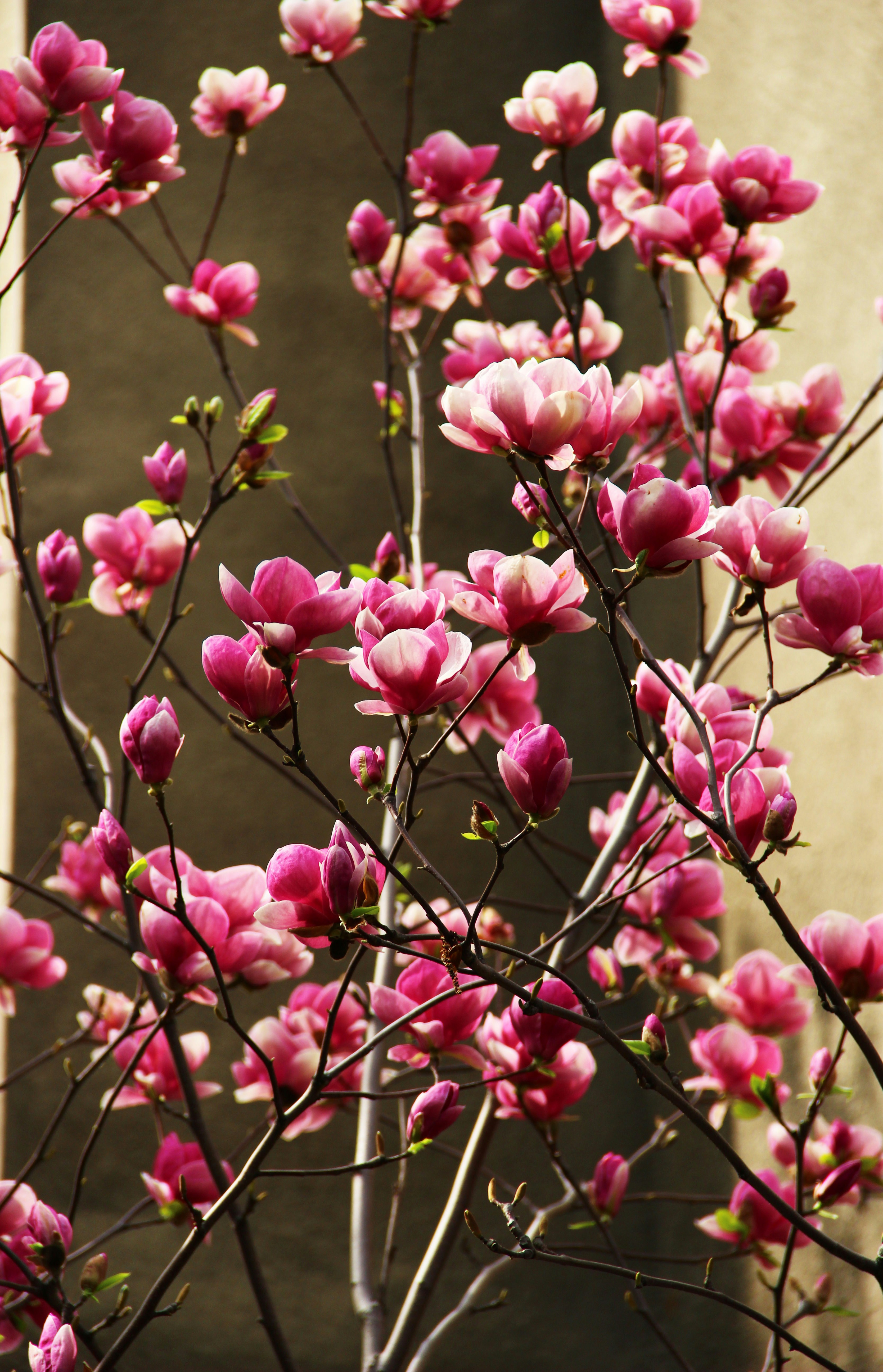 Pink Magnolia Mosaic: Branches Bloom Against a Warm Backdrop
