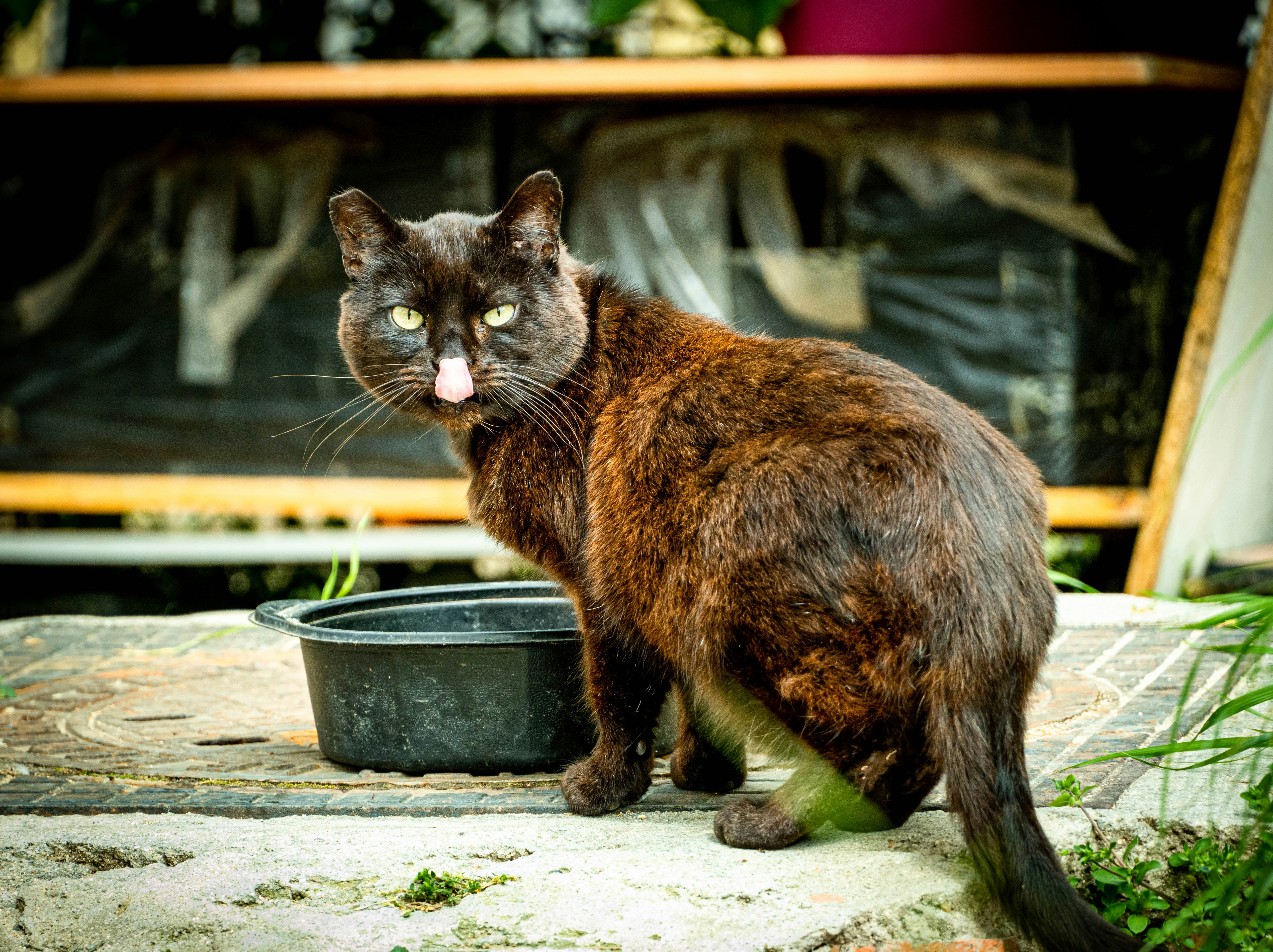 Feral Cat Pictures | Download Free Images on Unsplash