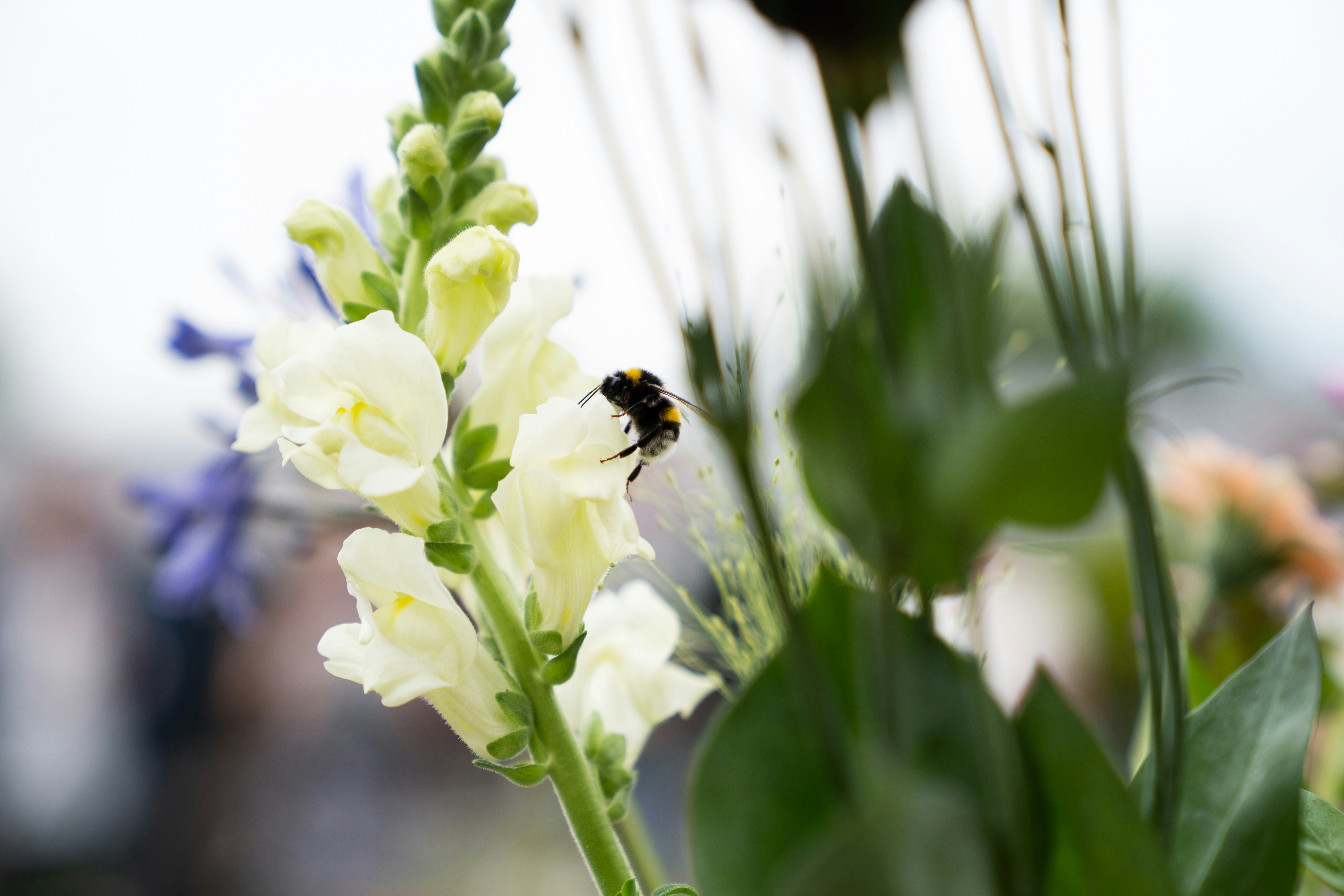 Pollinator Spotlight on a Ghost-White Gladiolus