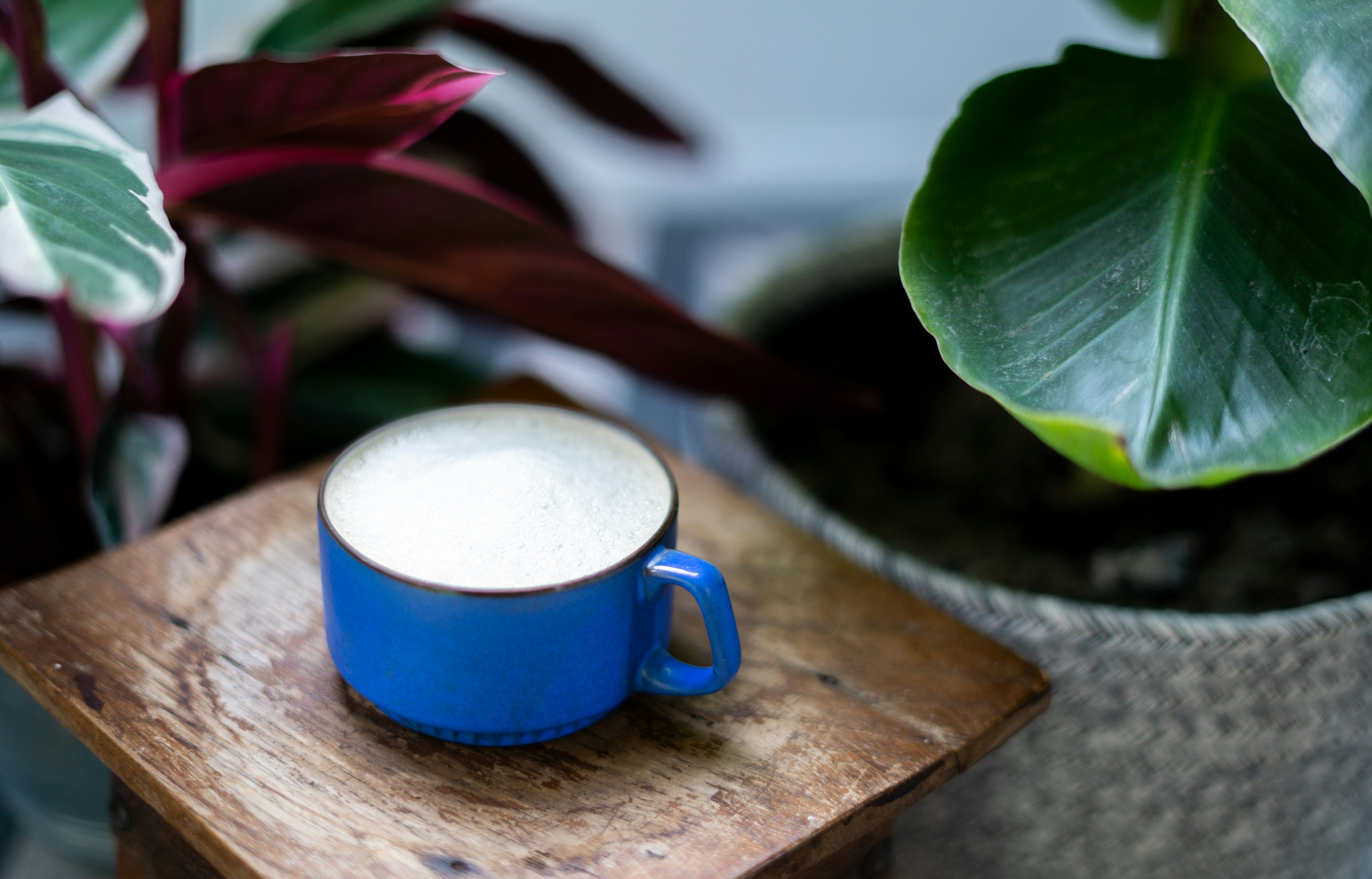 Azure mug on weathered wood, framed by lush tropical leaves
