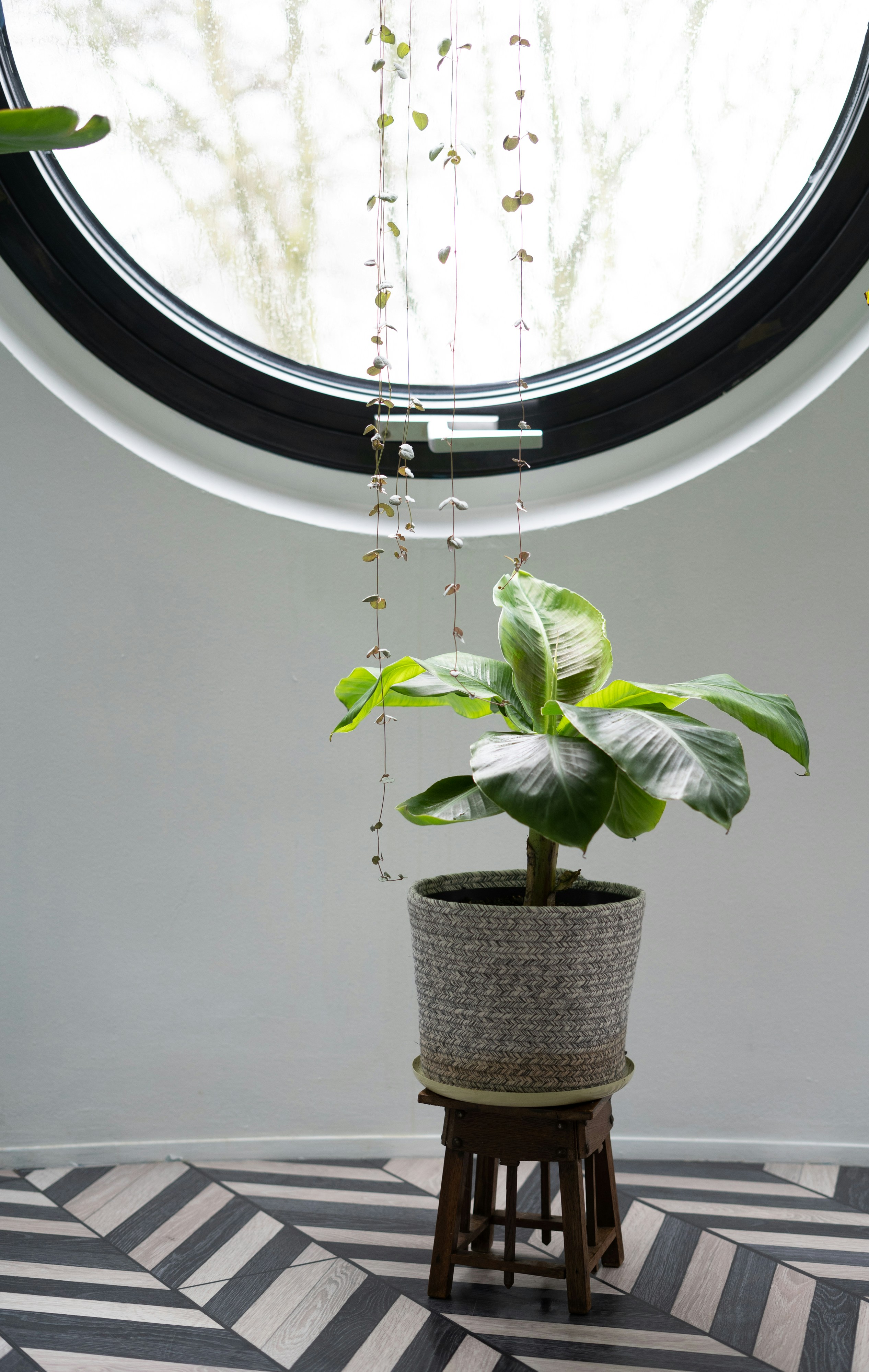 Beneath the Circular Skylight: A Green Plant in Quiet Geometry