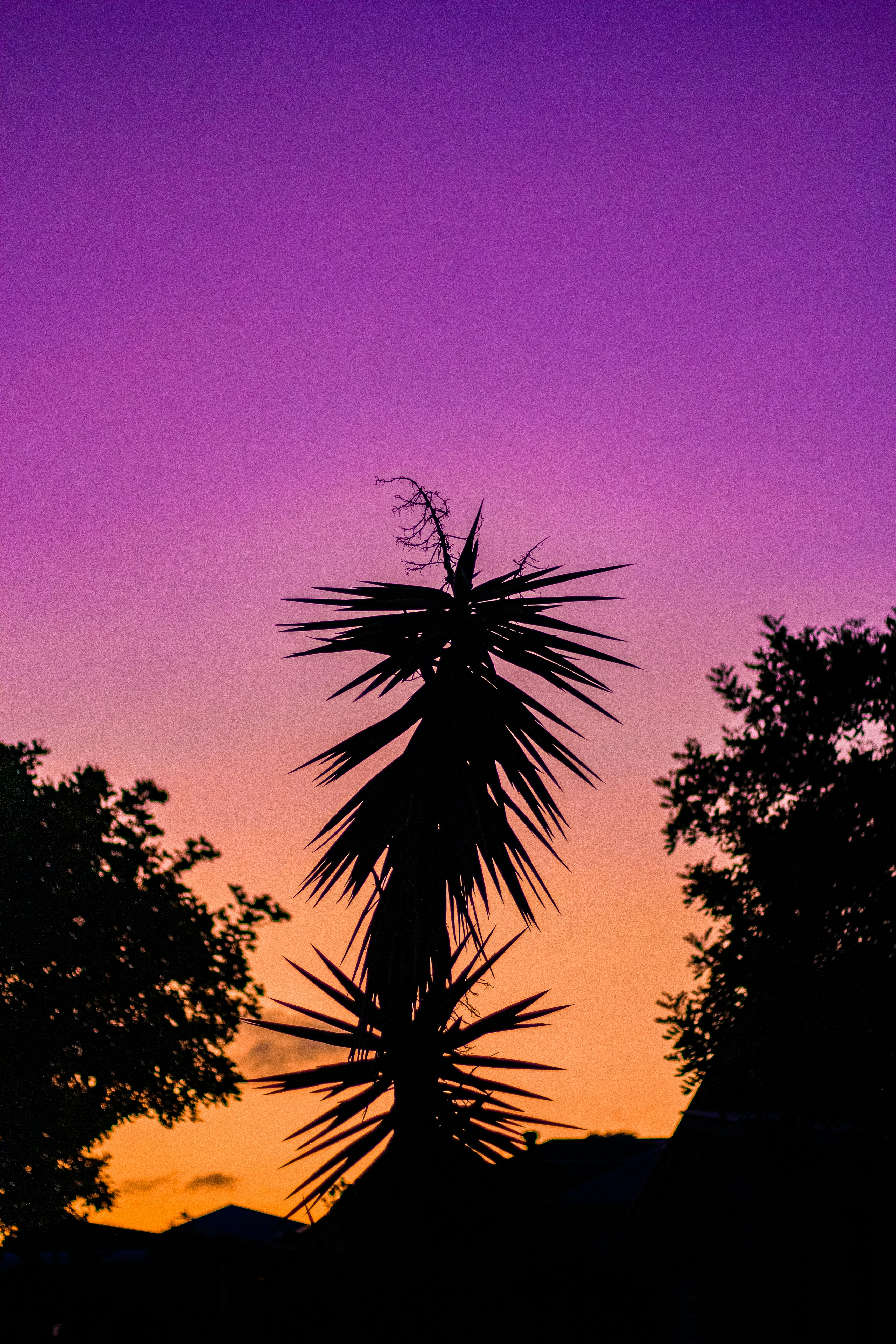 Midnight Crown at Sunset: Yucca Silhouette Against a Velvet Sky