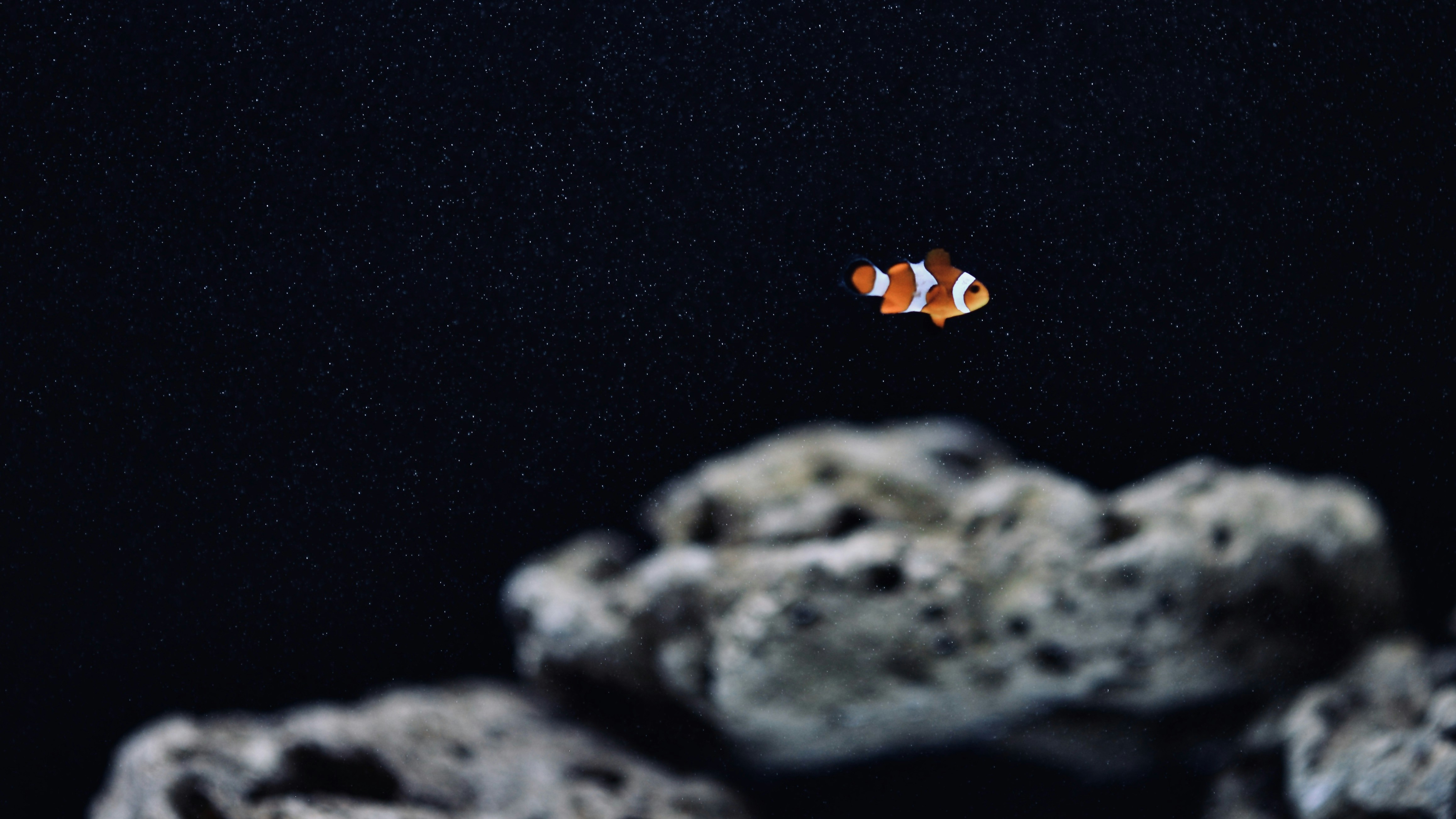Clown Fish in Tank