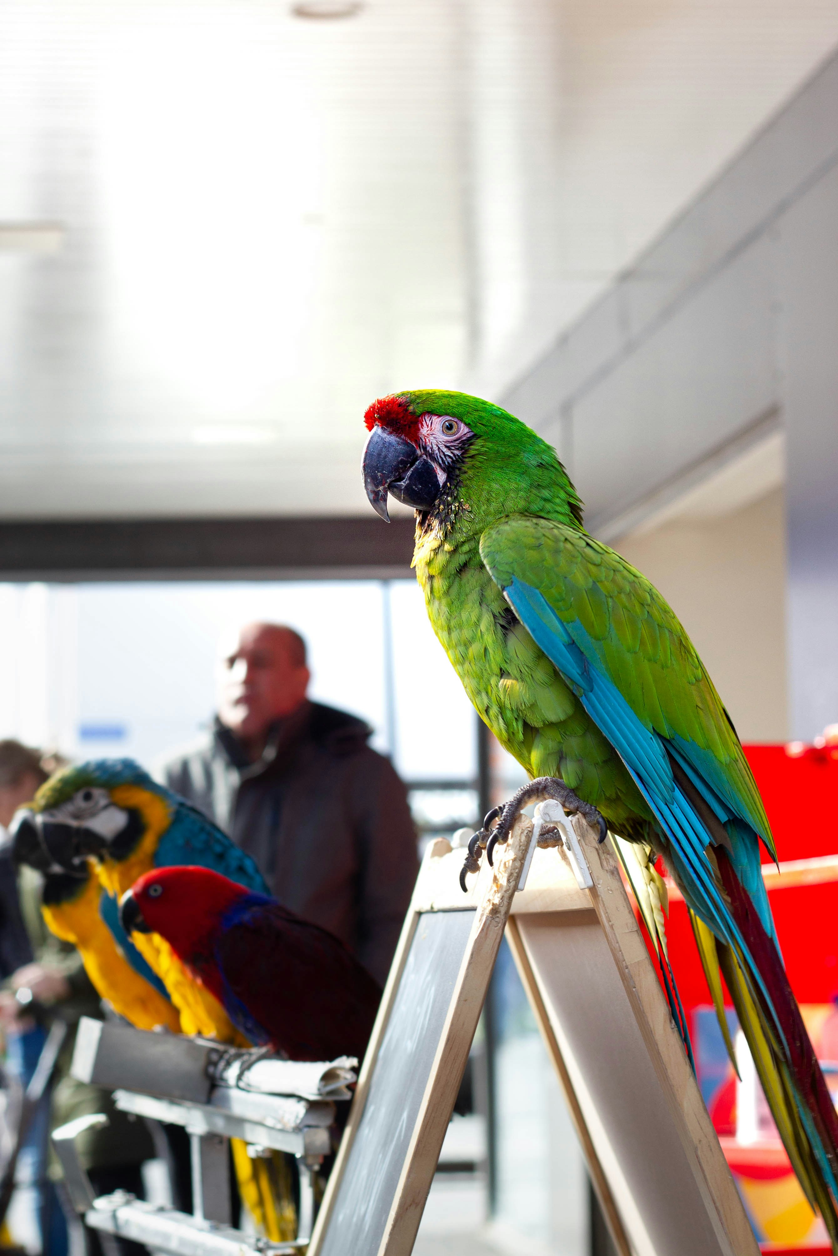 Emerald Macaw on a Silver Ladder: Vivid Parrot Portrait in a Bright Indoor Exhibit