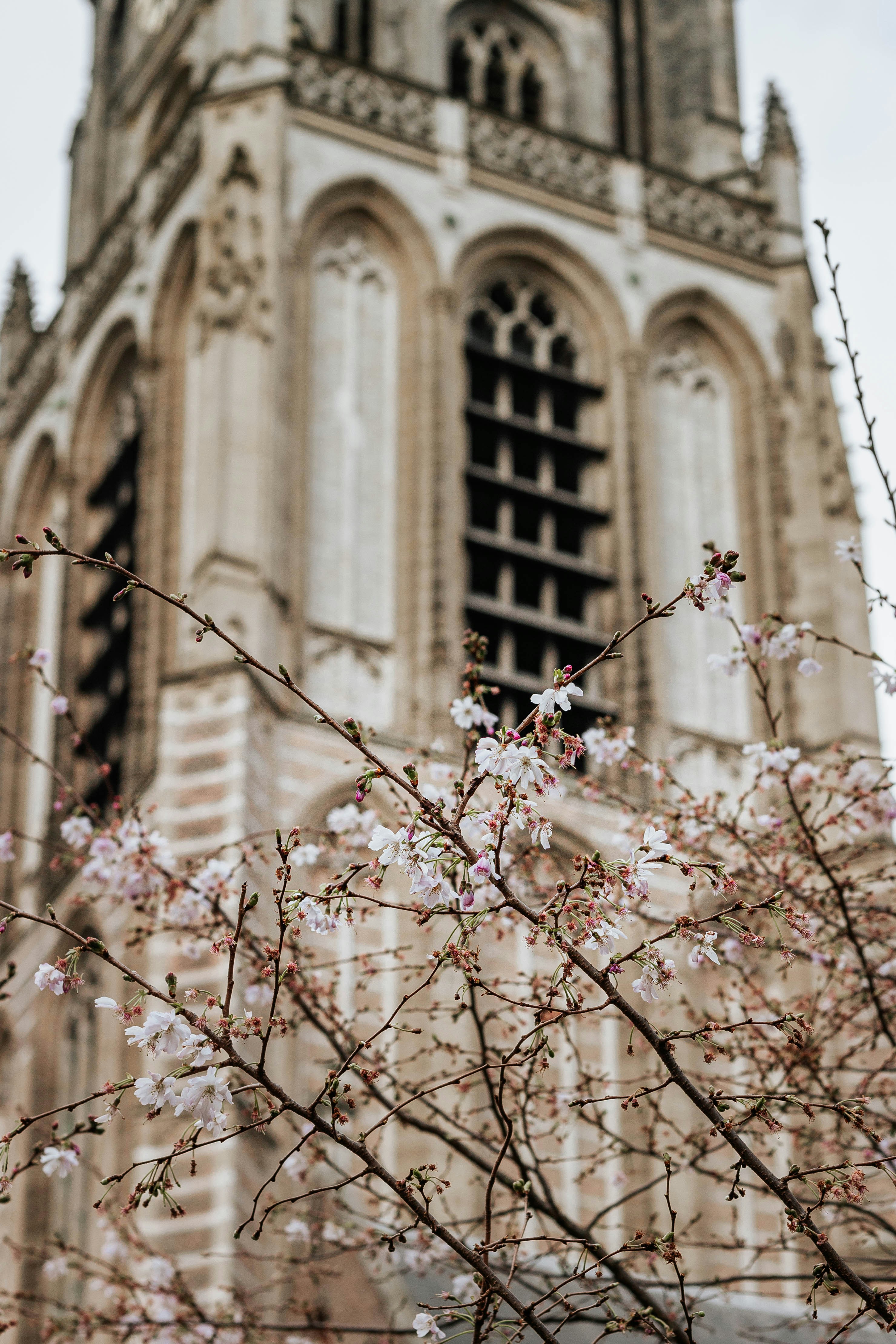 Petal Veil Over a Gothic Bell Tower