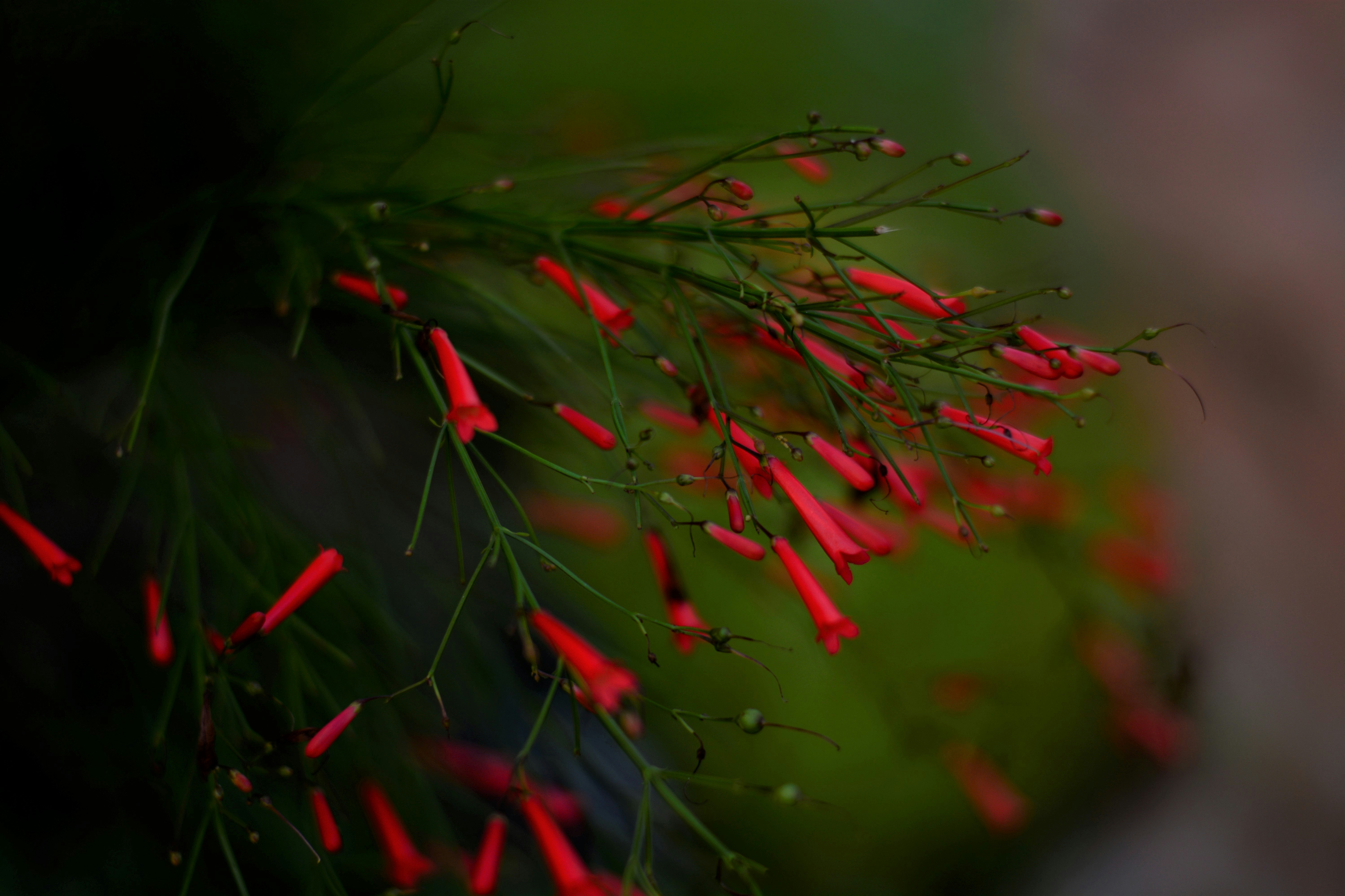 red flower buds in tilt shift lens