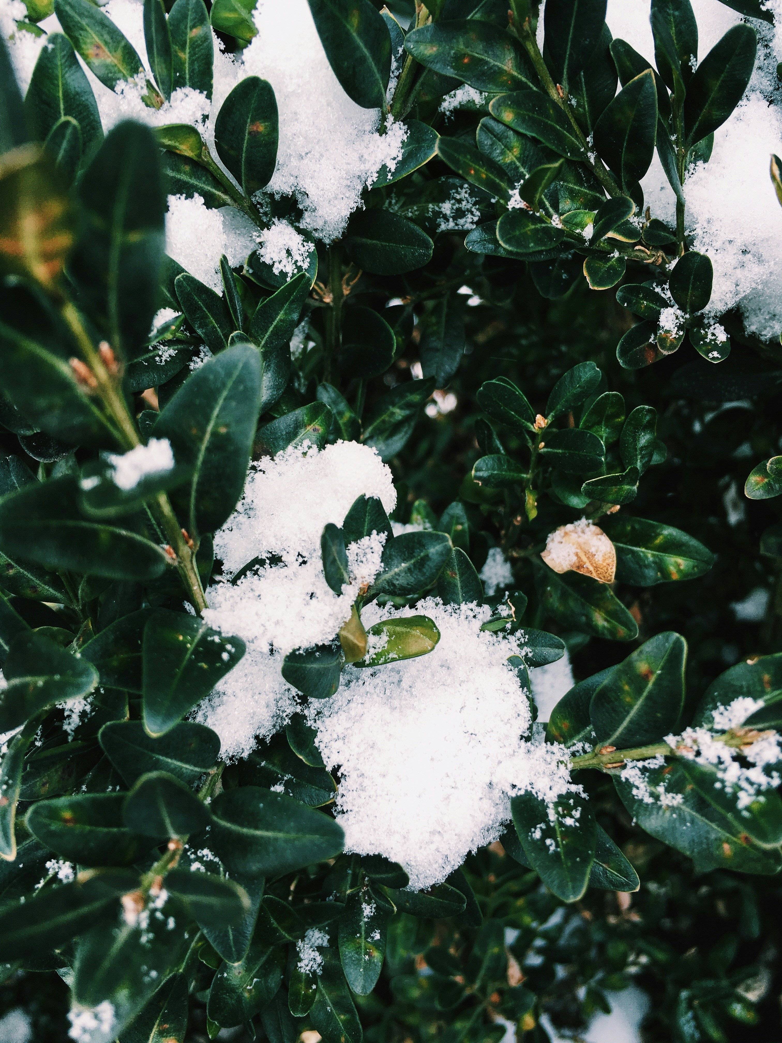 Snow covered bush