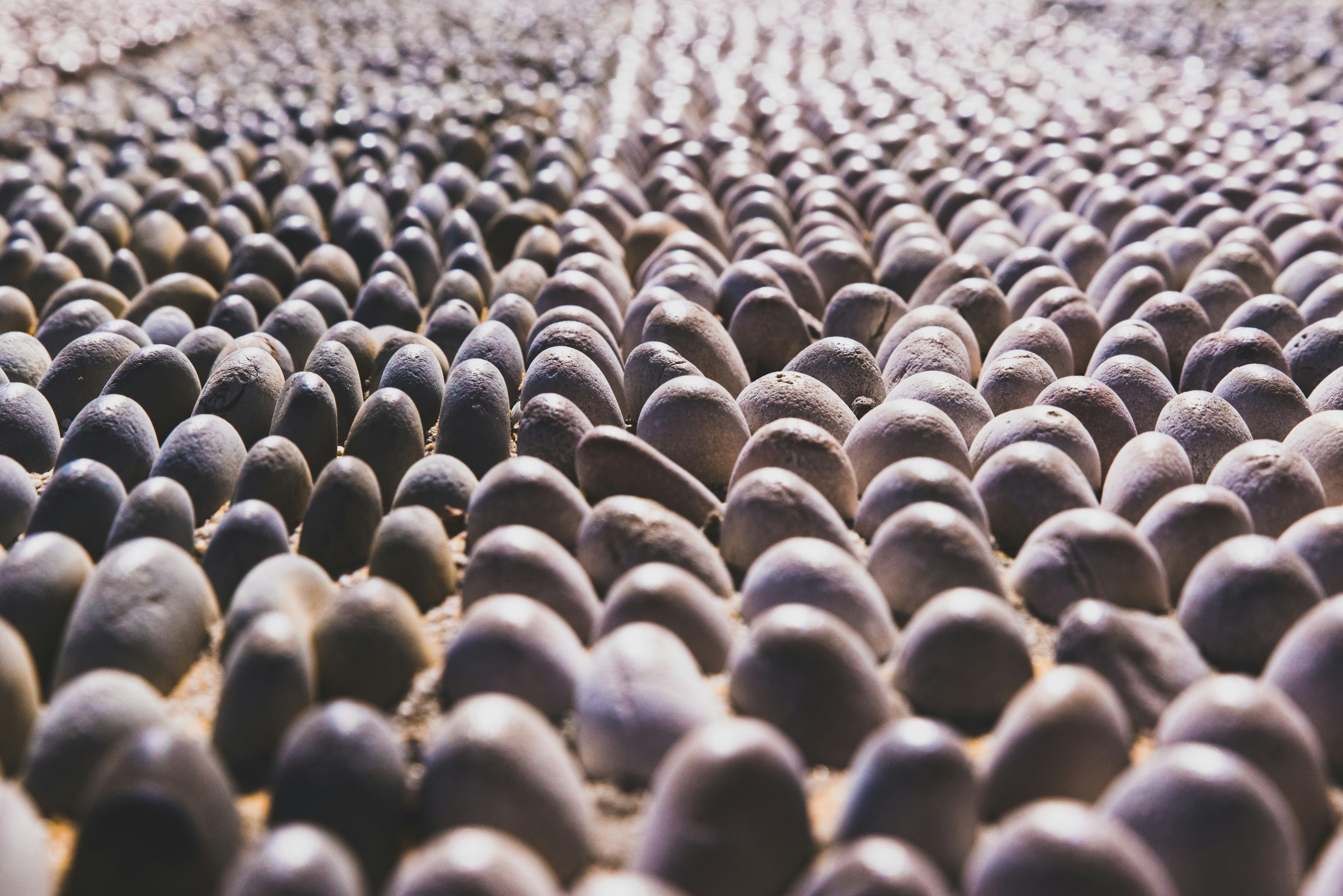 Définition de légion | Dictionnaire français | La langue française