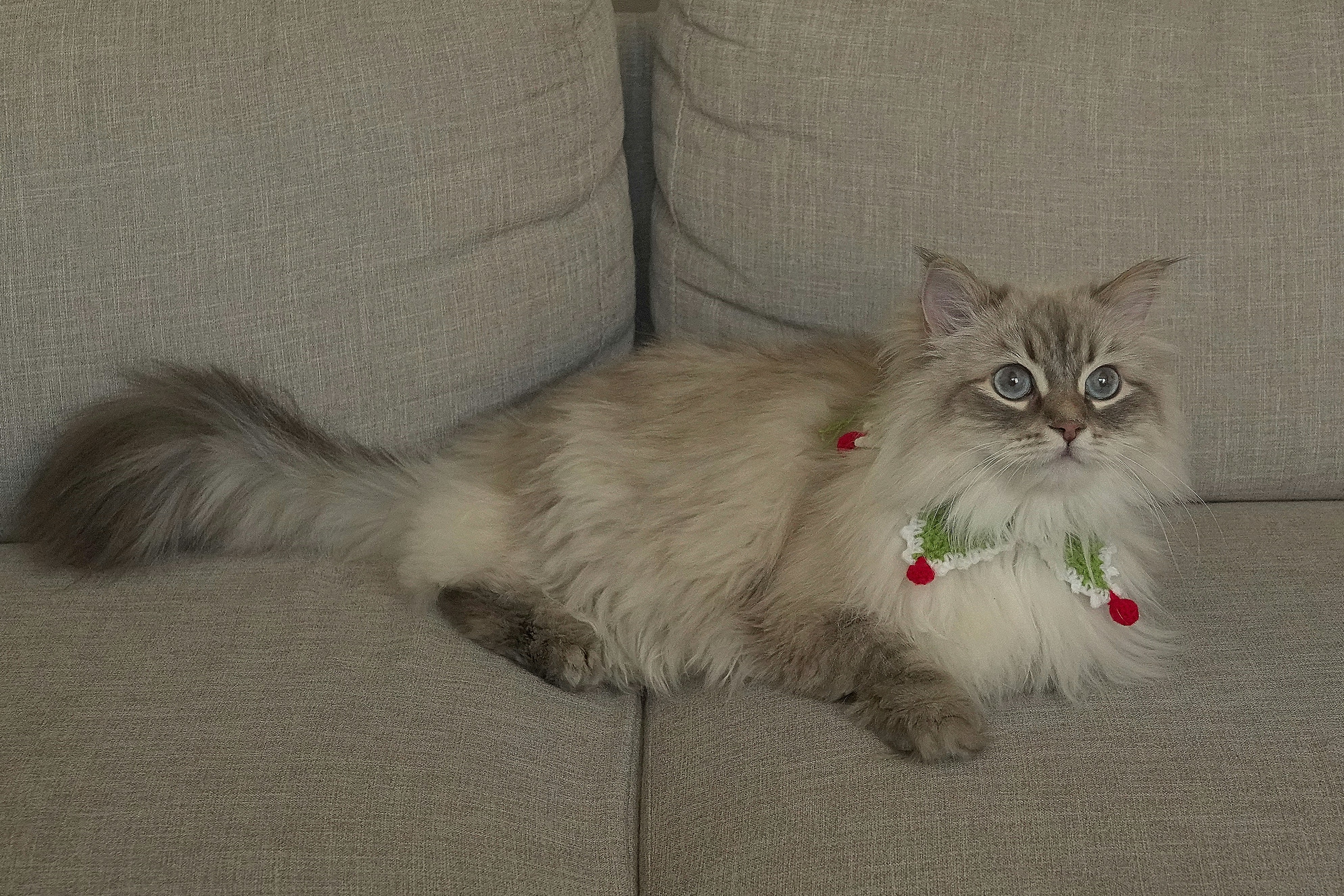 Fluffy cat adorned with a festive collar, lounging comfortably on a light gray couch.