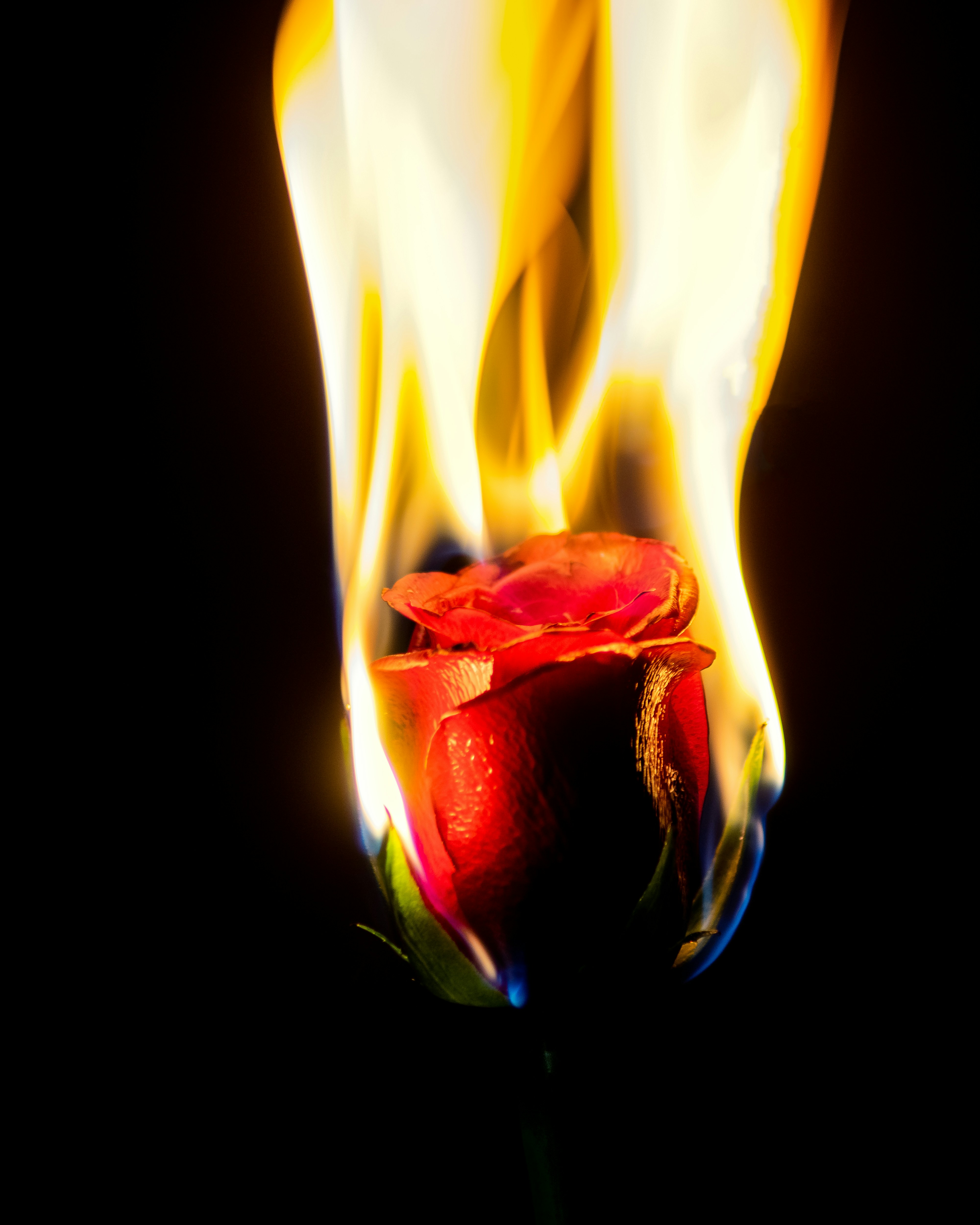Inferno Bloom: a Flame-Wreathed Rose Against a Midnight Backdrop