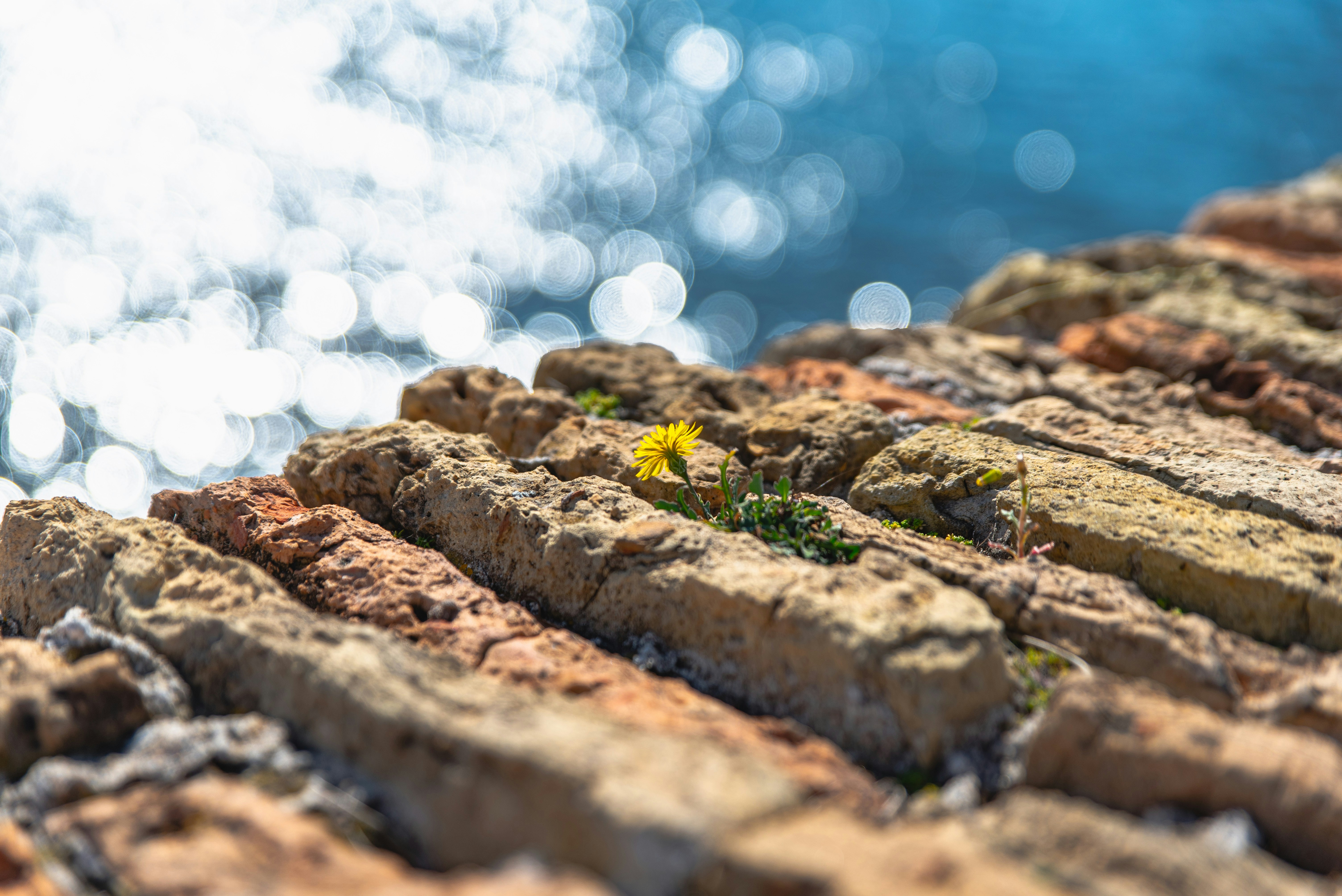 A solitary yellow bloom Finds Courage Between Brick Ridges by the Sea