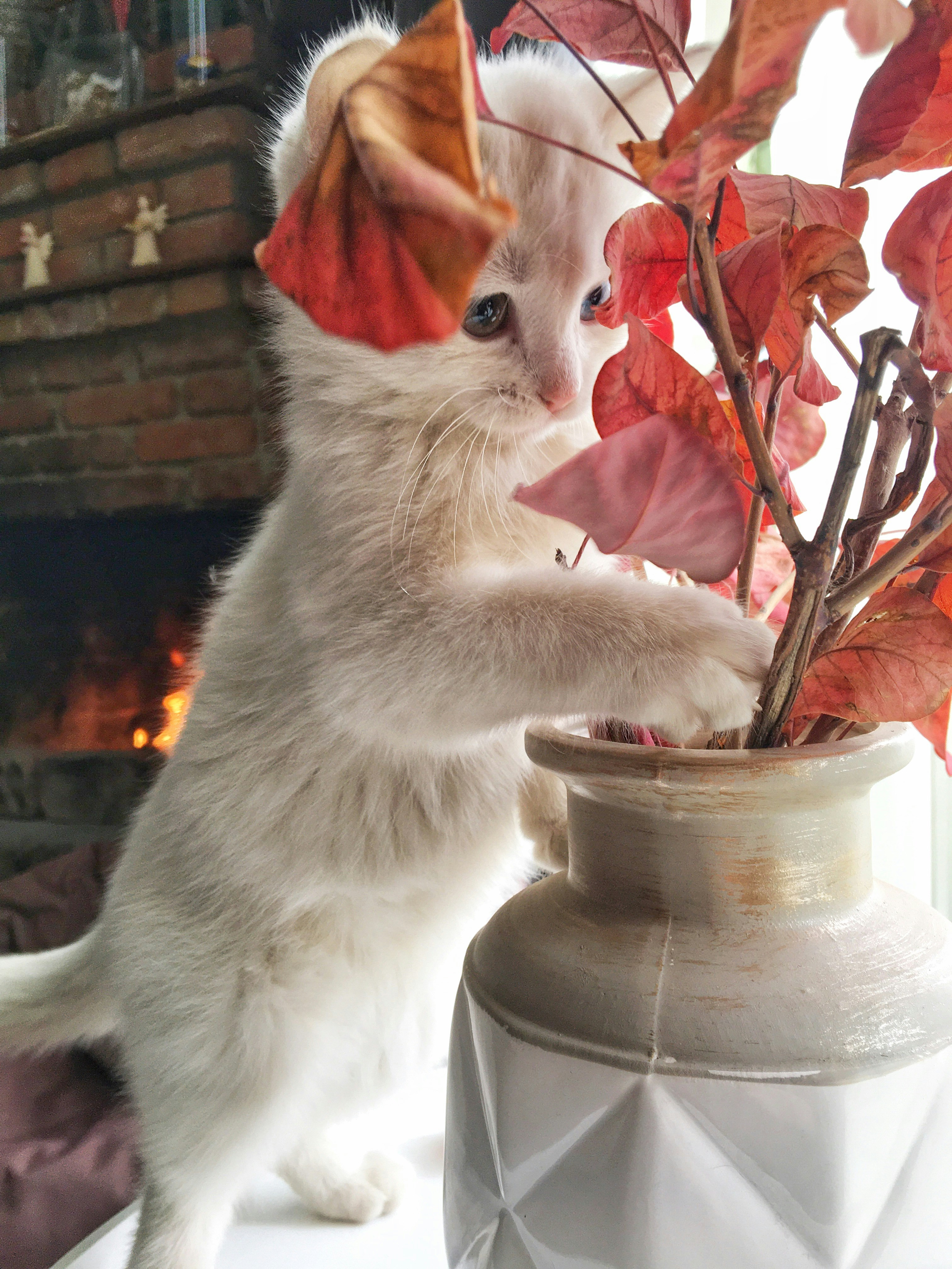 white cat on brown ceramic vase