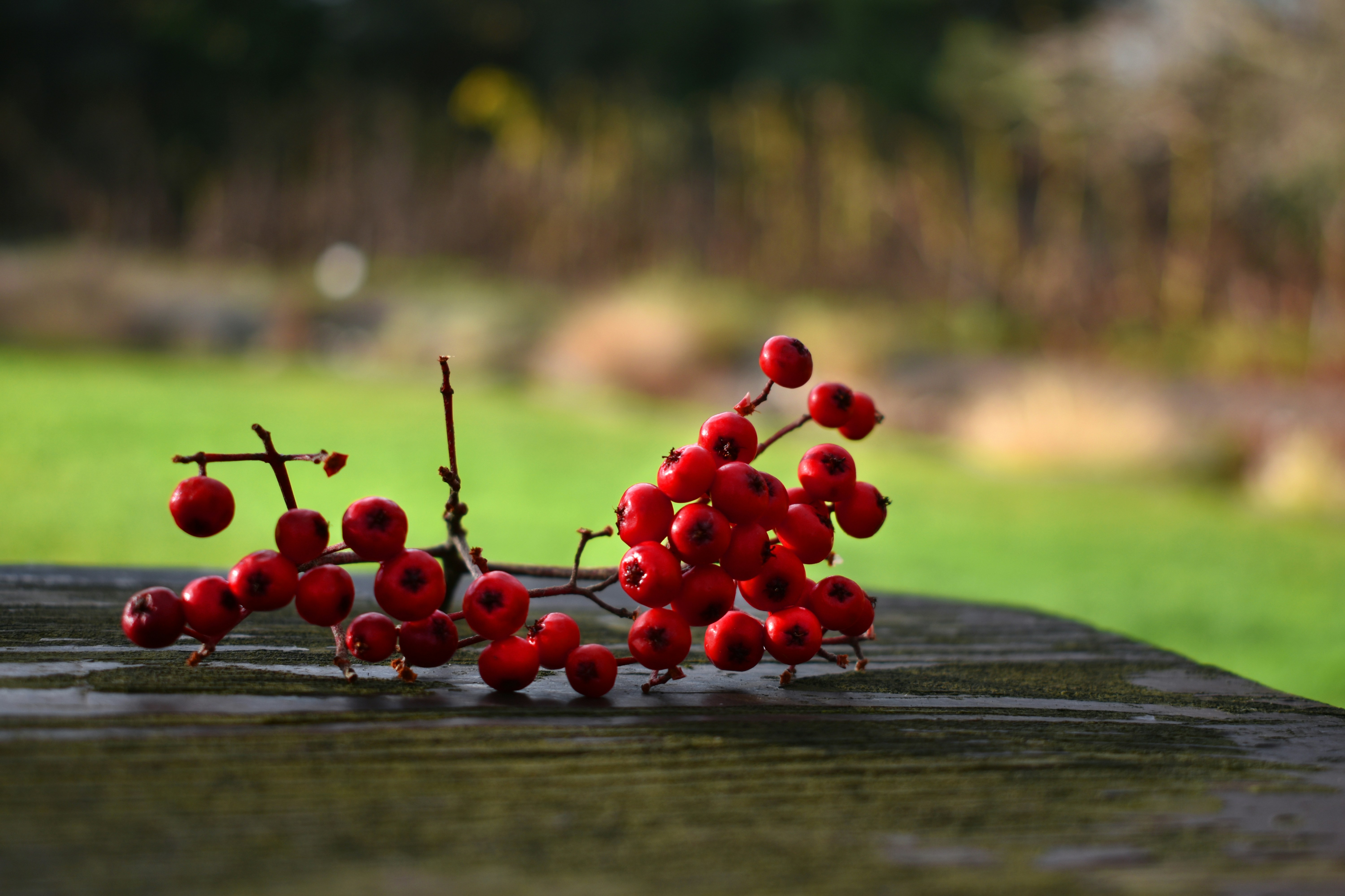 Crimson Berries on Weathered Wood: A Quiet Still-Life Study