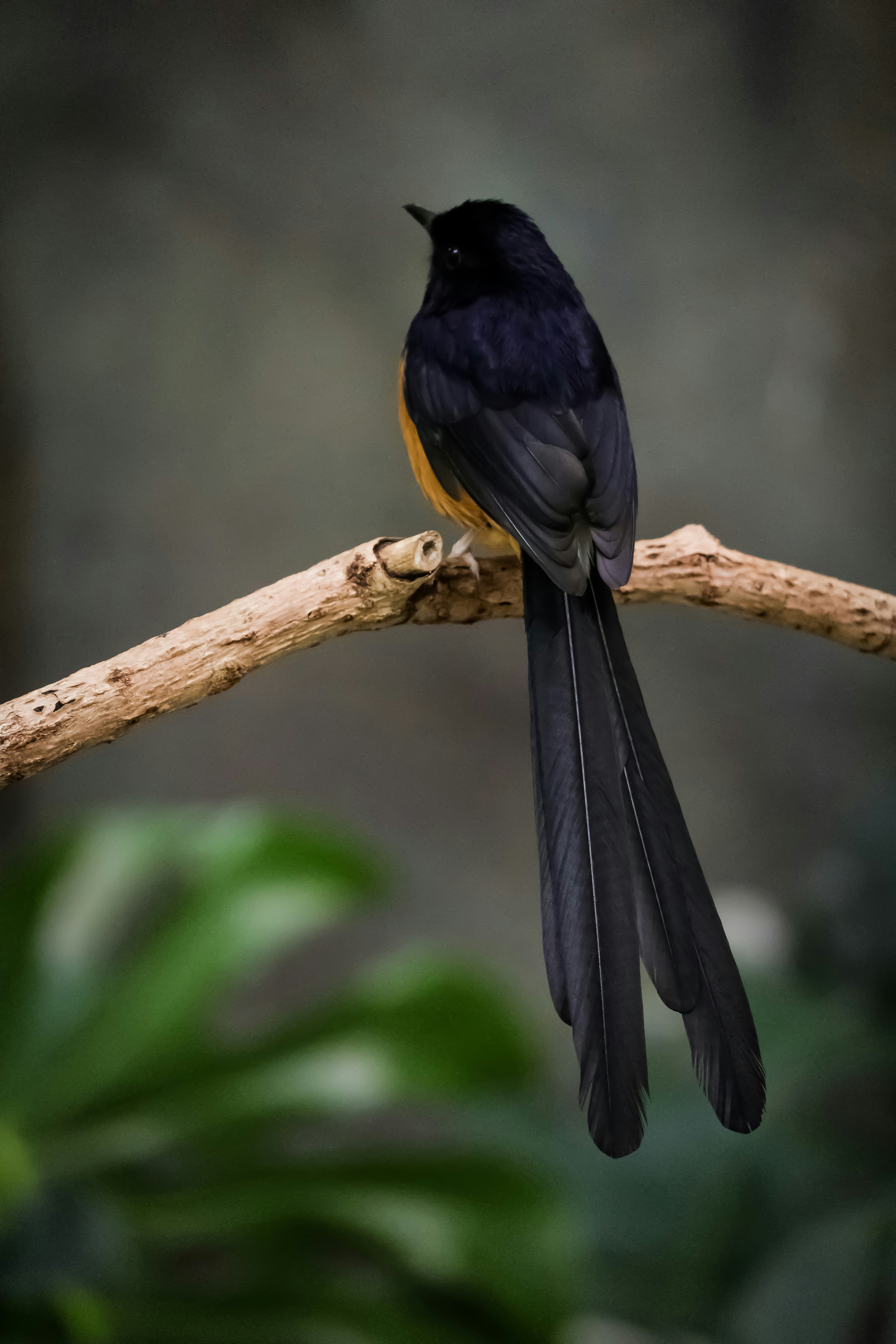 Black Bird Pictures | Download Free Images on Unsplash