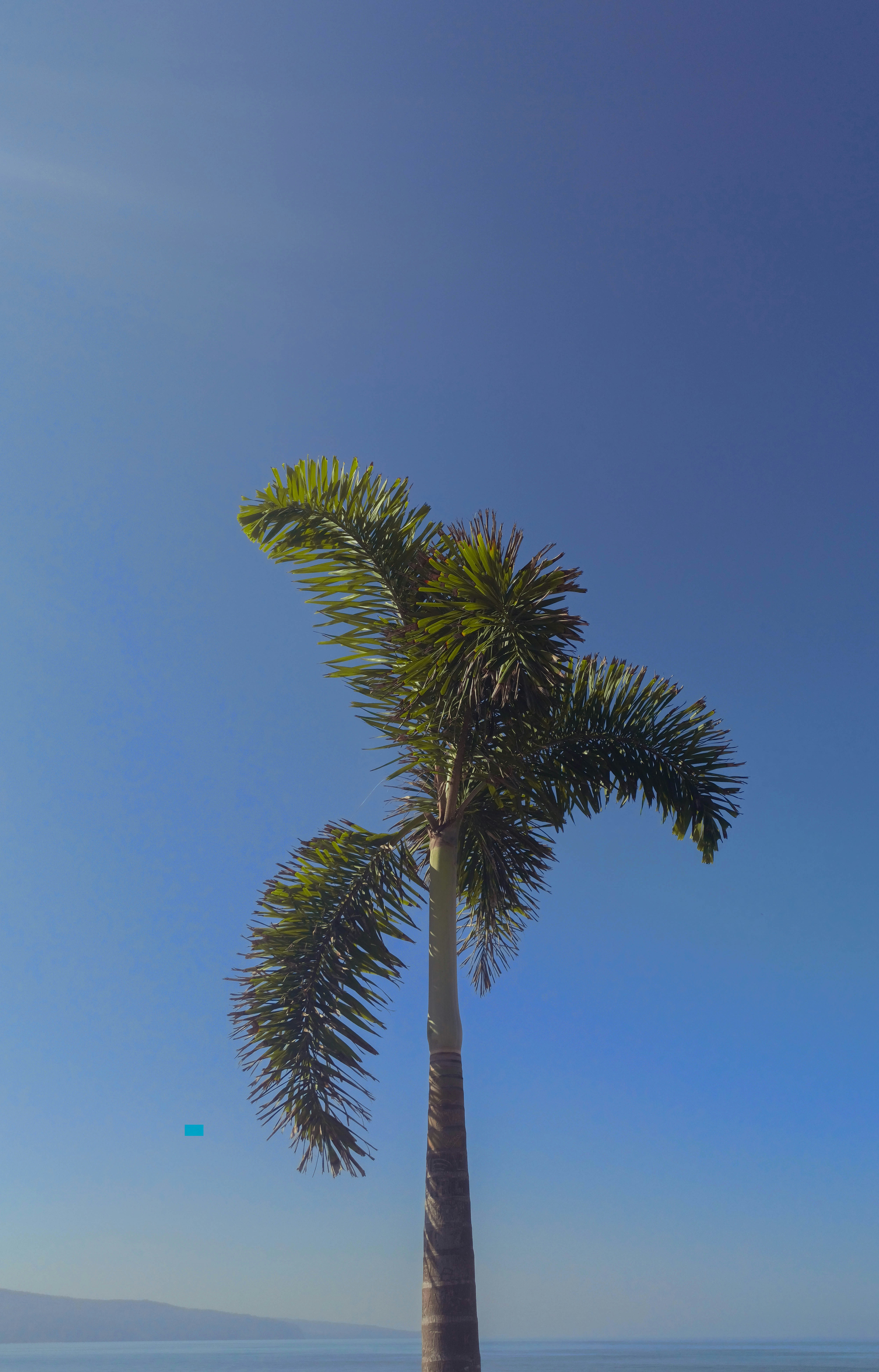 A tall palm tree reaches towards a clear blue sky, embodying the essence of a tranquil tropical setting.