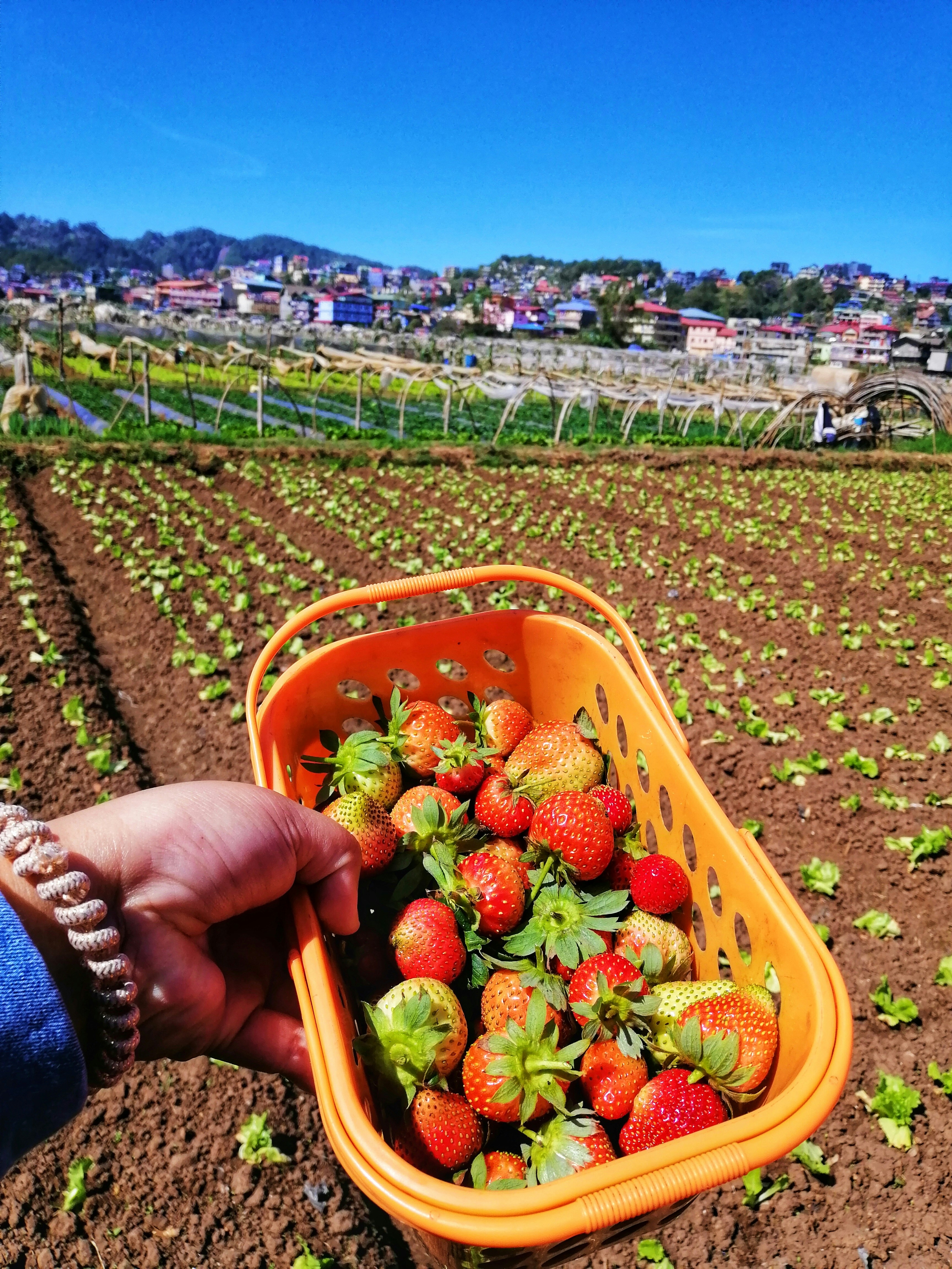Hand holding a basket filled with ripe strawberries against a backdrop of vibrant green fields and distant hills. The scene captures the essence of agricultural bounty.