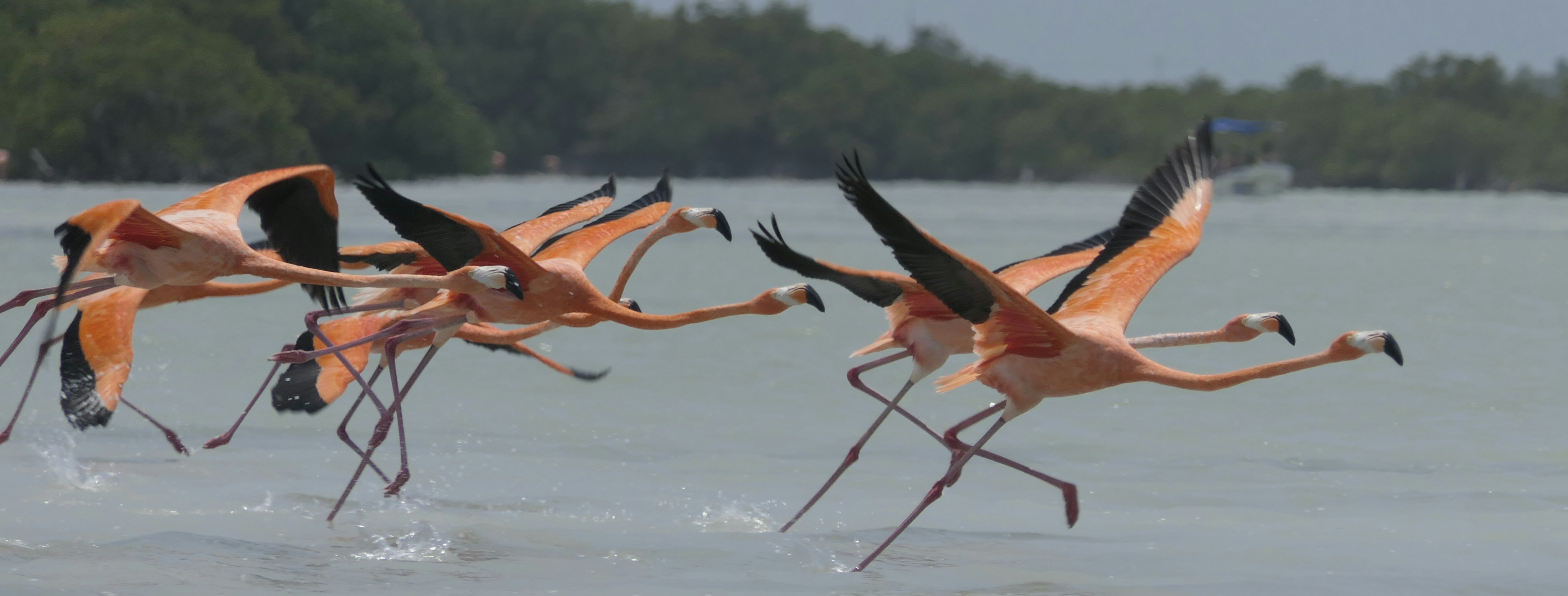 Group of flamingos taking off over a calm lake with blurred treeline in the background.