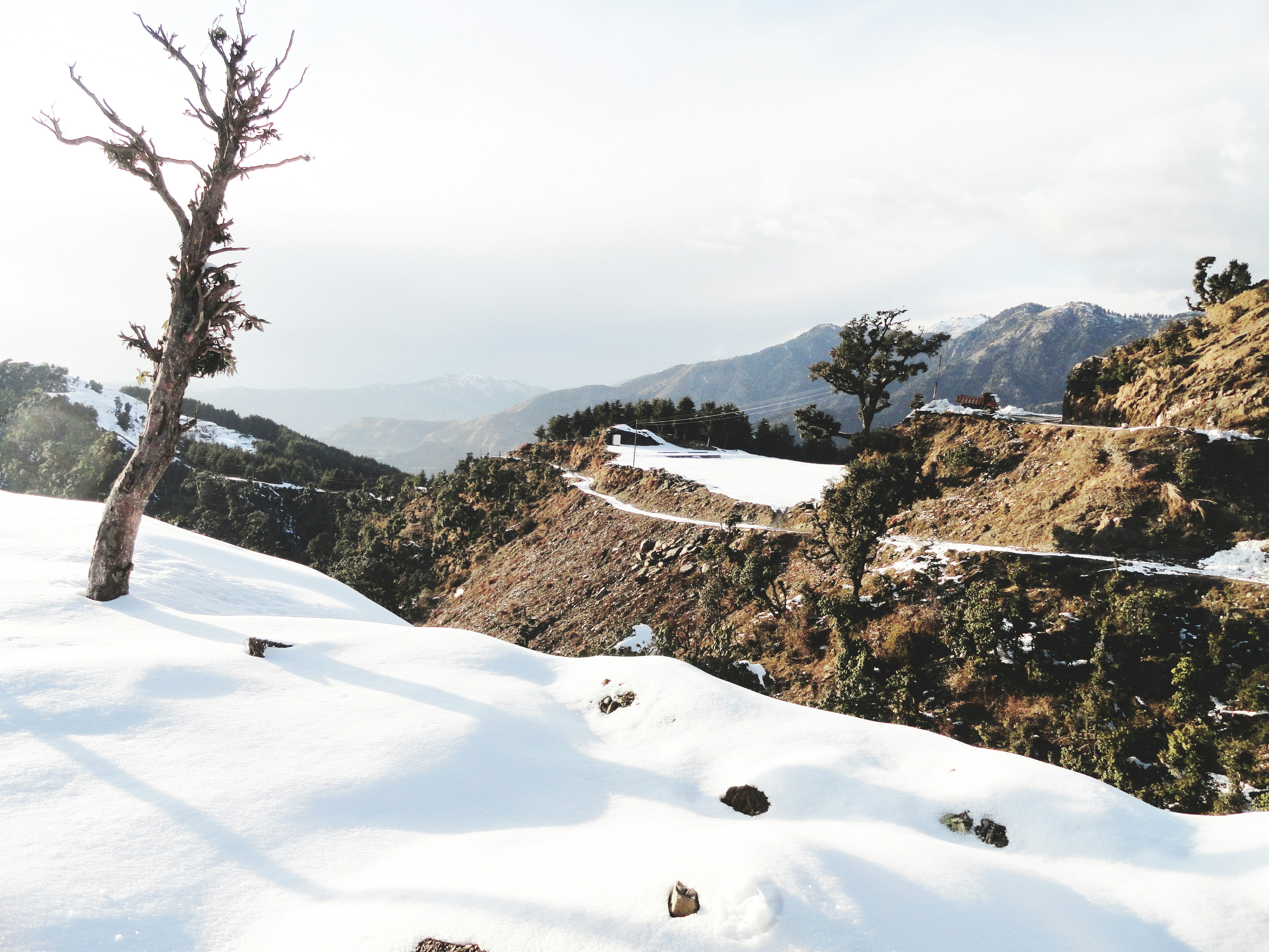 A solitary tree stands on a snow-covered slope, overlooking winding roads and distant mountains under a soft, cloudy sky.